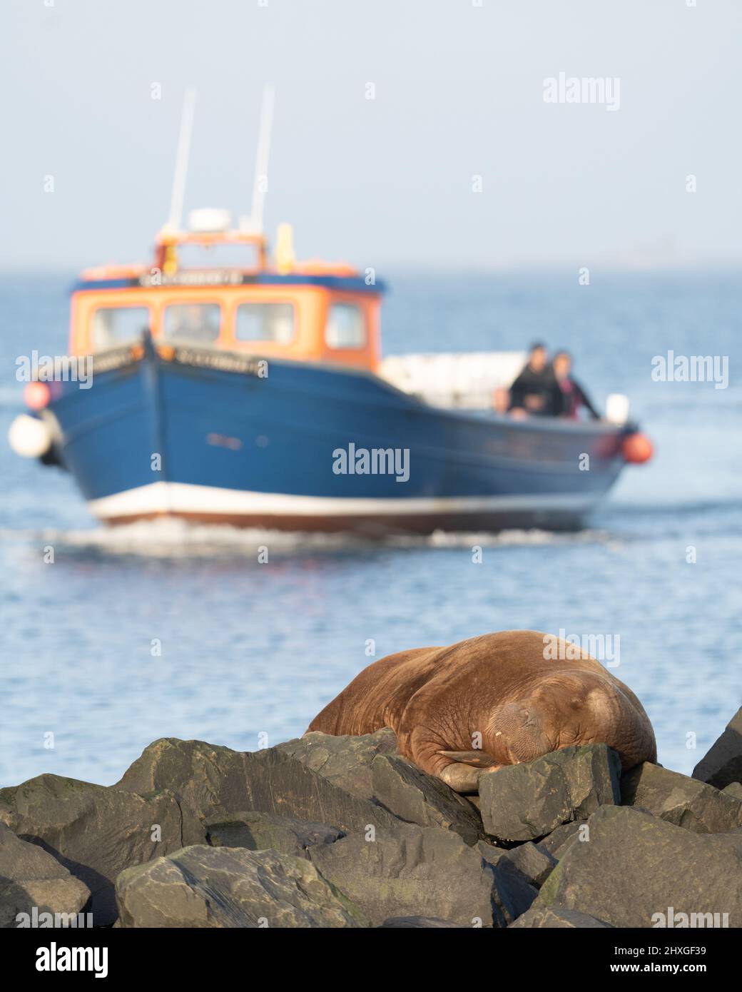Female walrus hi-res stock photography and images - Alamy