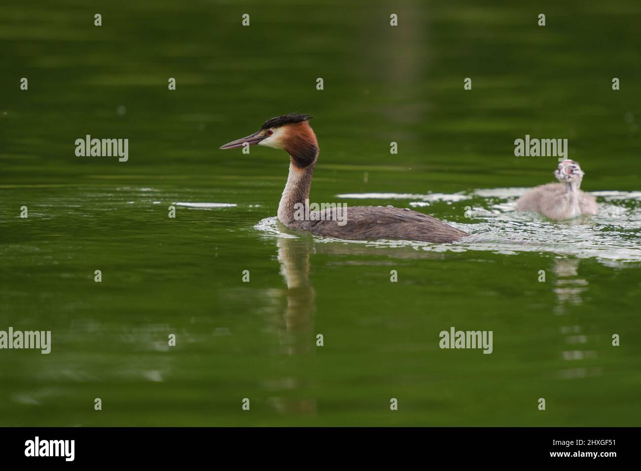 Great crested grebe with his baby on a pond in France Stock Photo - Alamy