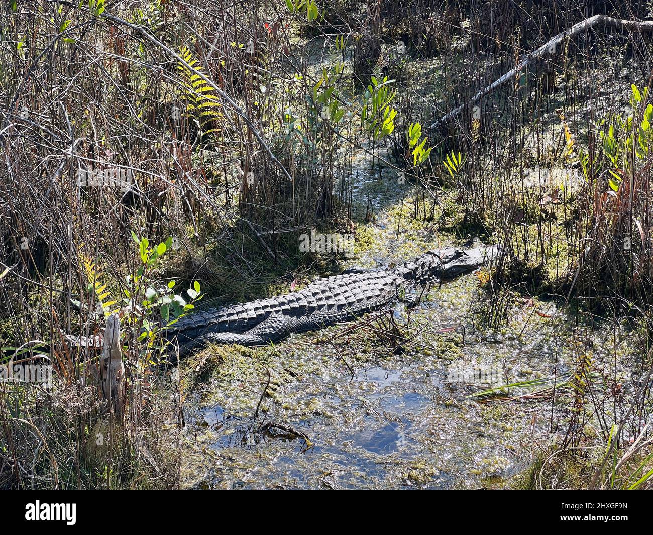 An alligator enjoys a lazy March day in the sunshine in Okefenokee ...
