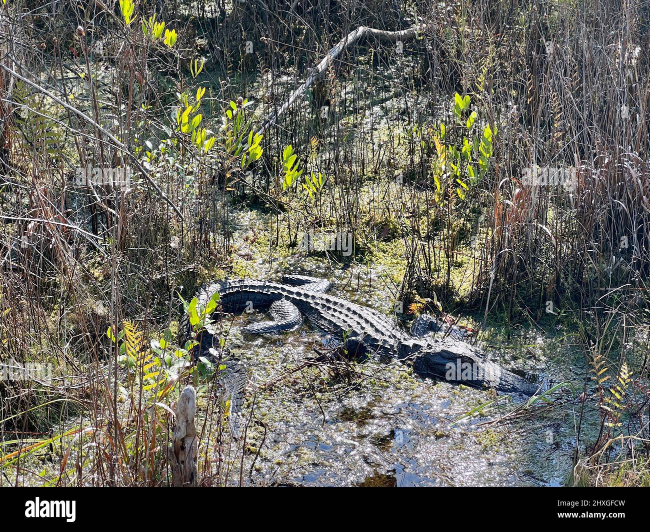 An alligator enjoys a lazy March day in the sunshine in Okefenokee ...