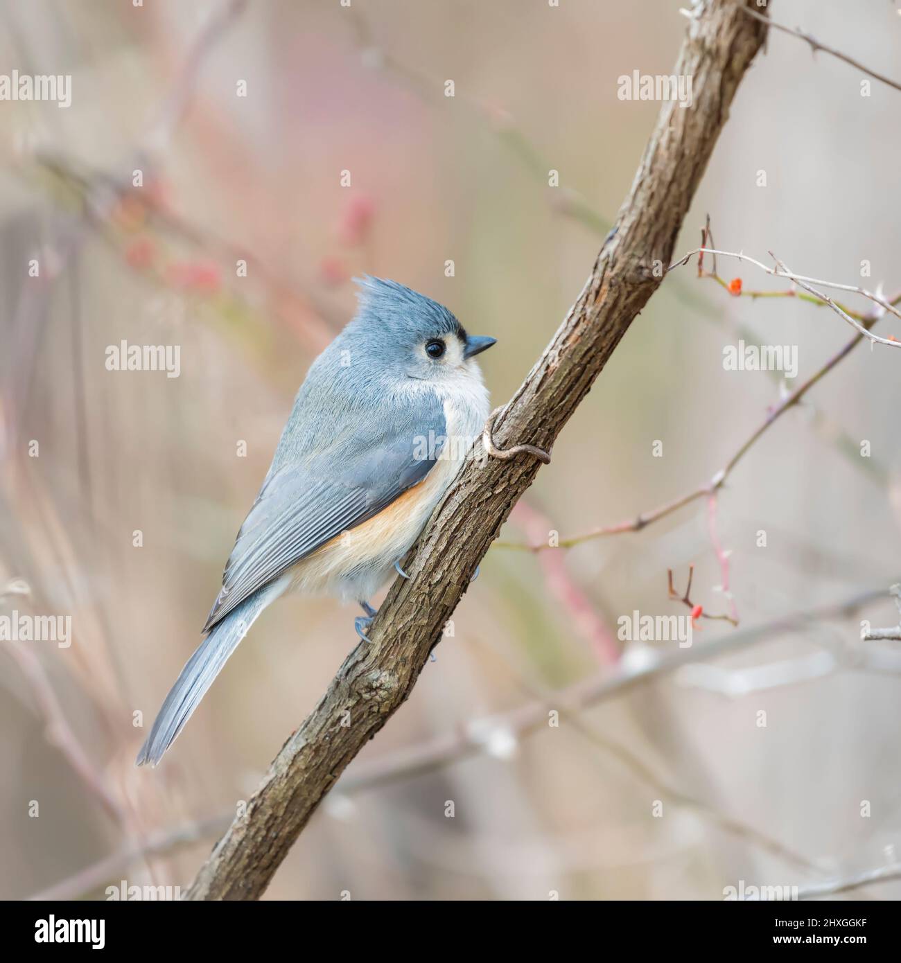 Tufted Titmouse (Baeolophus bicolor) in the Chesapeake and Ohio Canal ...