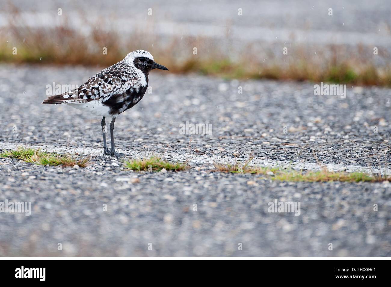 Adult plovers hi-res stock photography and images - Alamy