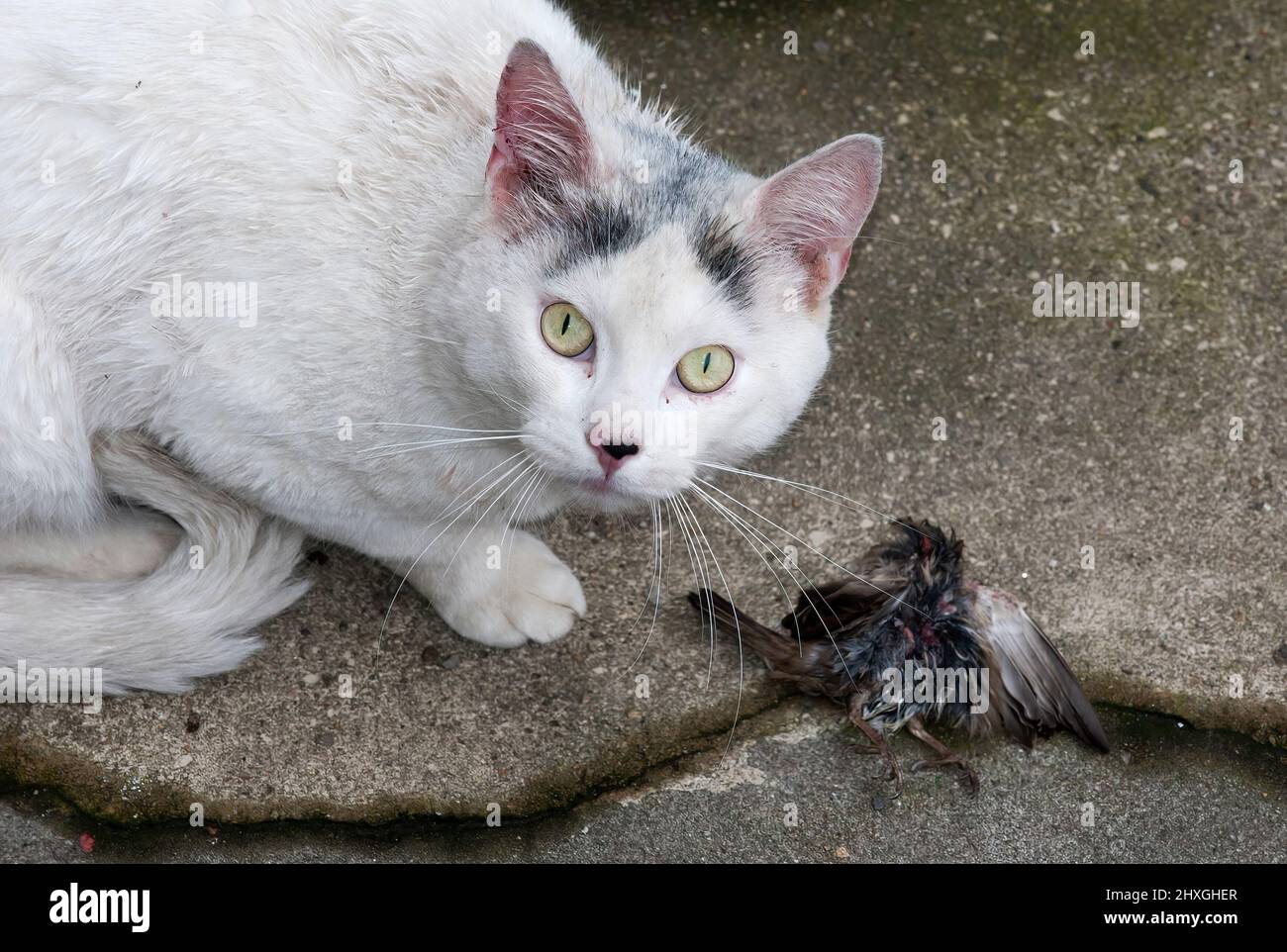 Domestic cat preys on birds Stock Photo - Alamy