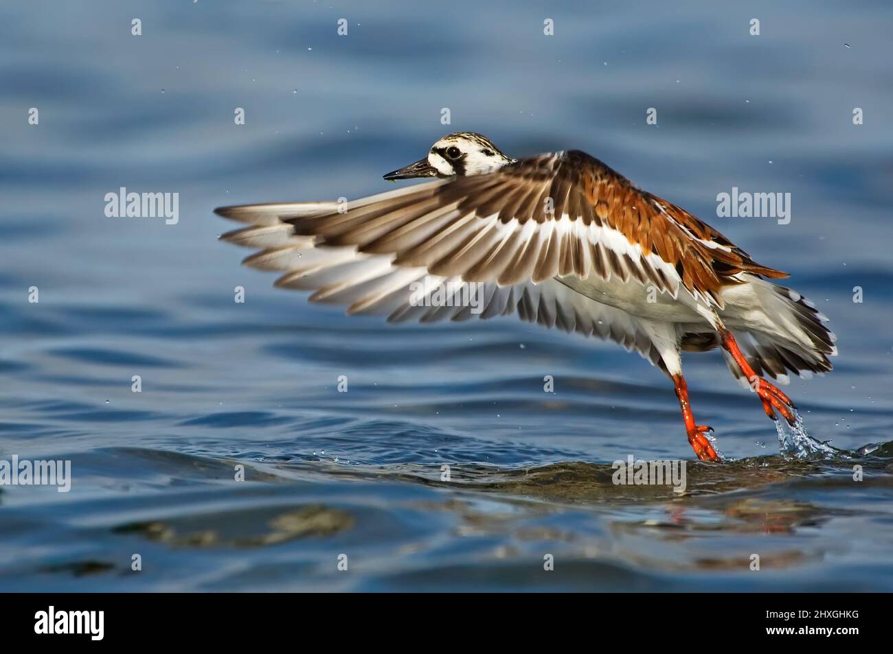 Turnstones birds hi-res stock photography and images - Alamy