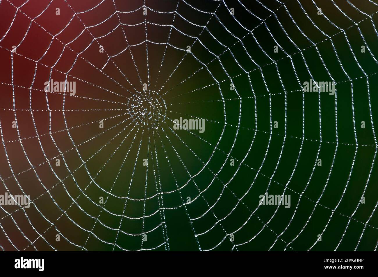Geometric spider hi-res stock photography and images - Alamy