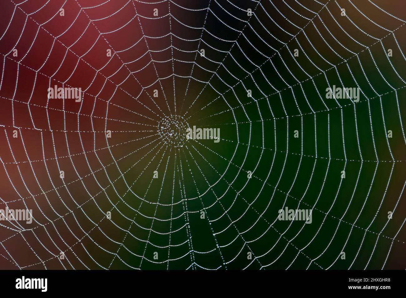 Geometric spider hi-res stock photography and images - Alamy