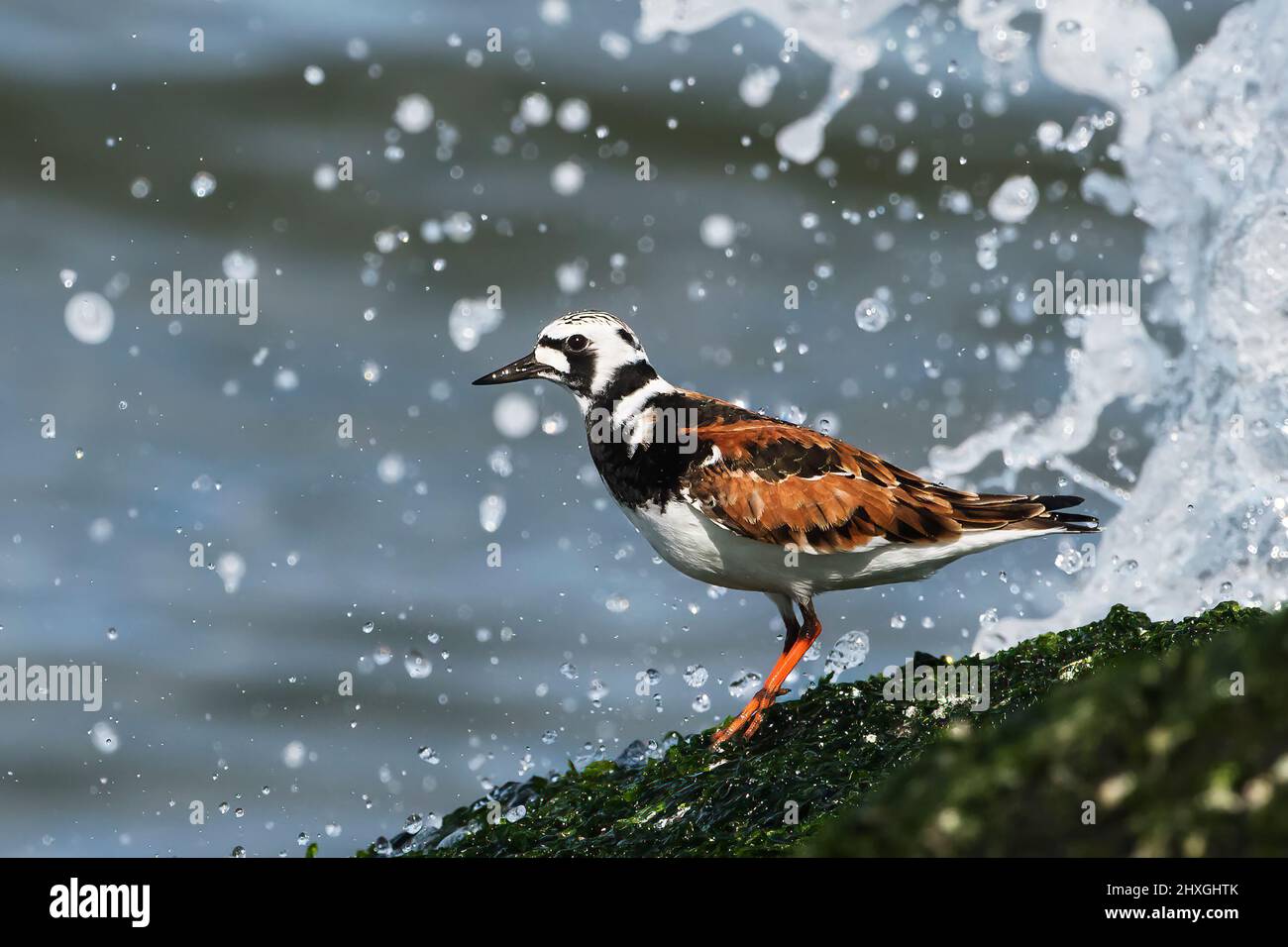 Turnstones birds hi-res stock photography and images - Alamy