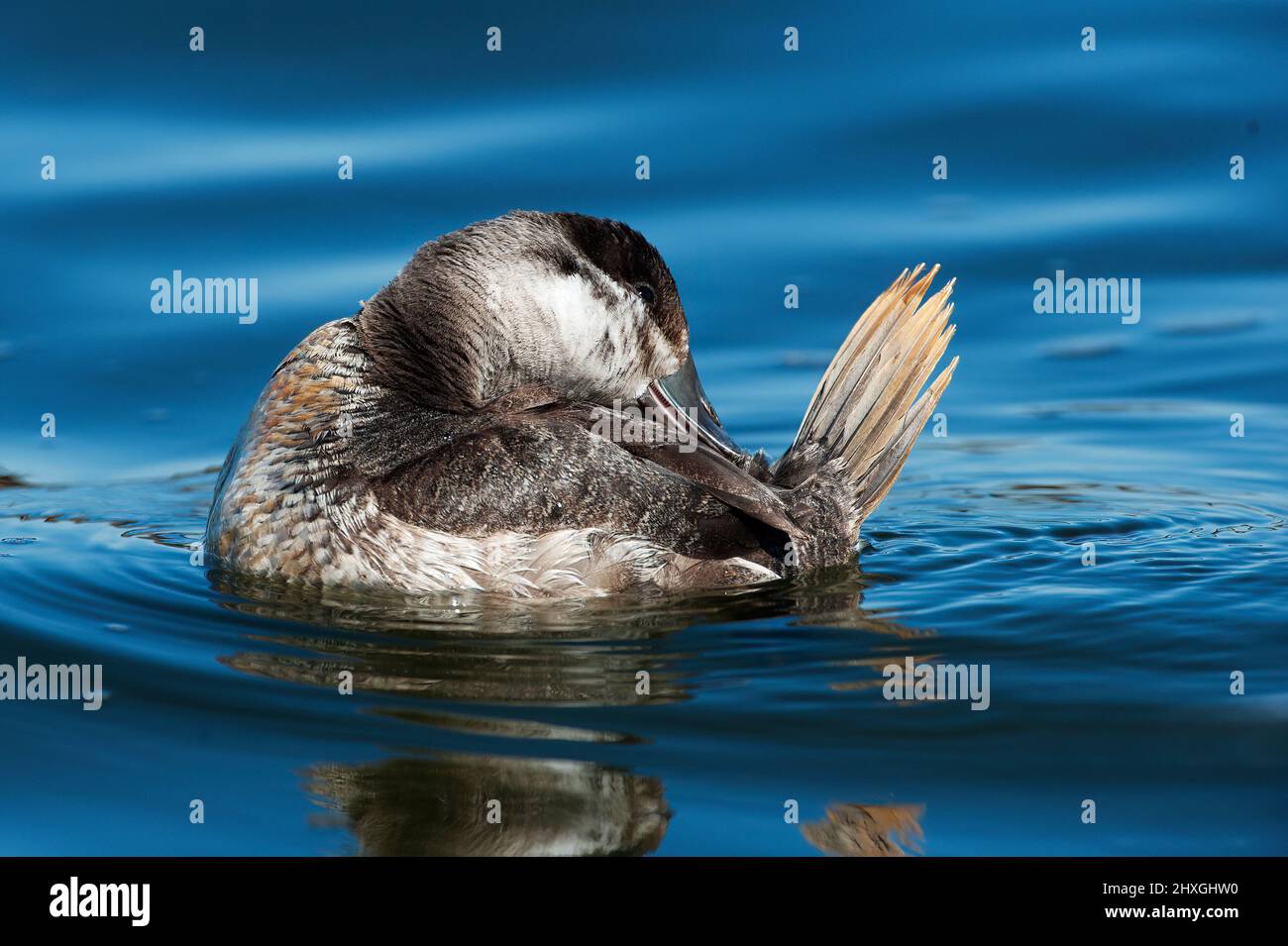 Stiff tailed ducks hi-res stock photography and images - Alamy
