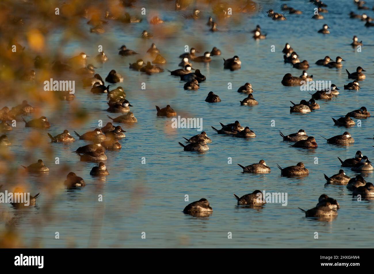Flock of duck hi-res stock photography and images - Alamy