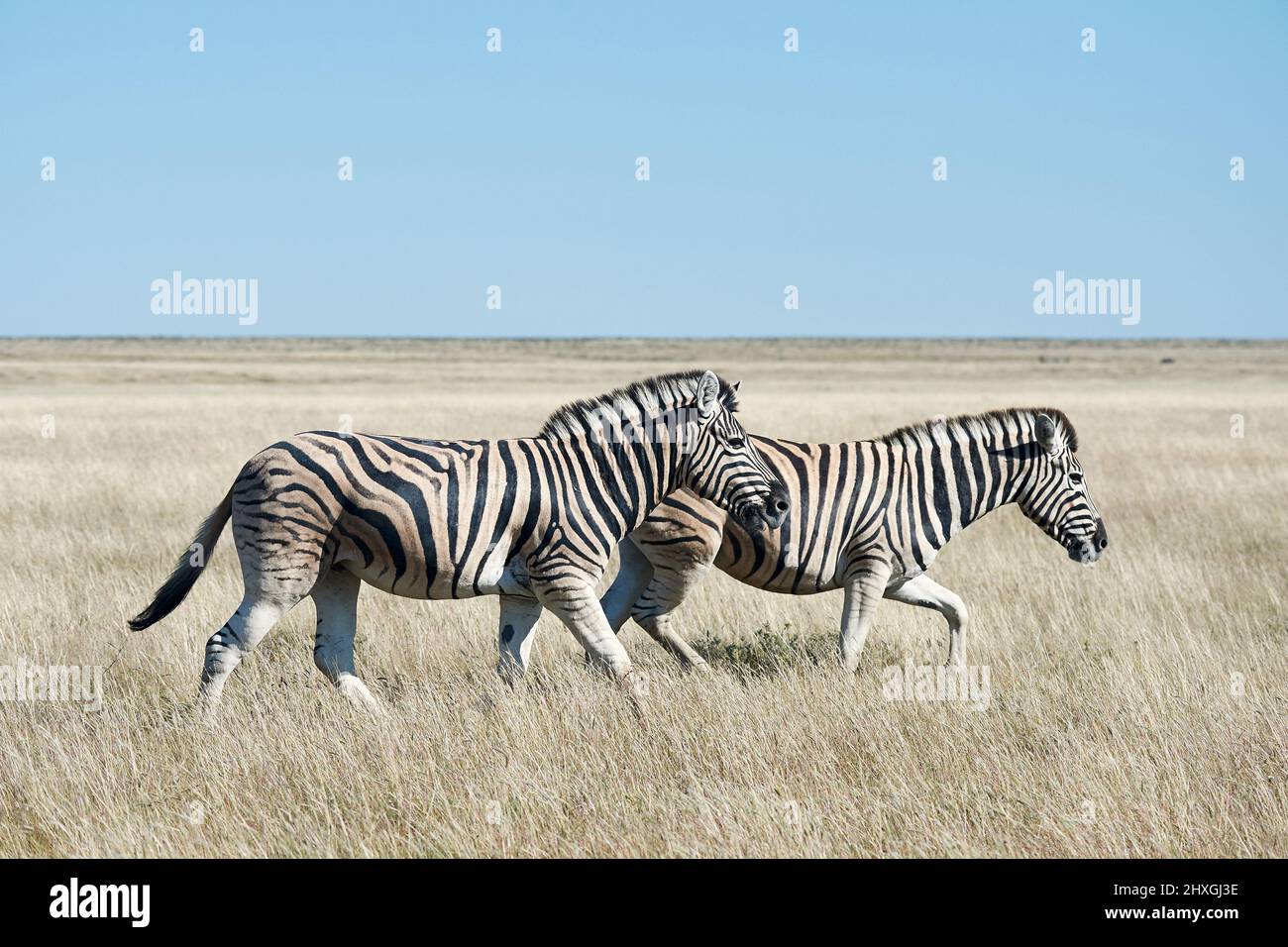 Wild zebras walk free in the arid savanna of Namibia Stock Photo - Alamy