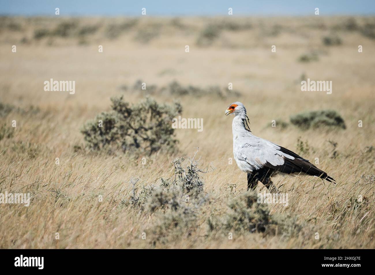 Secretary bird, sagittarius serpentarius, a large african bird of prey ...