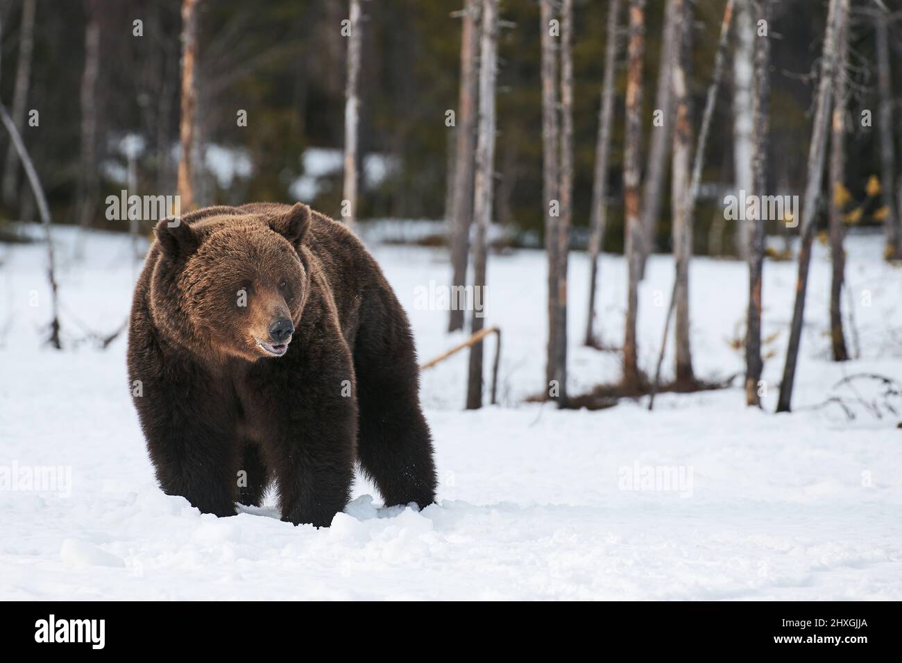 Big brown bear photographed in late winter while walking in snow in the ...