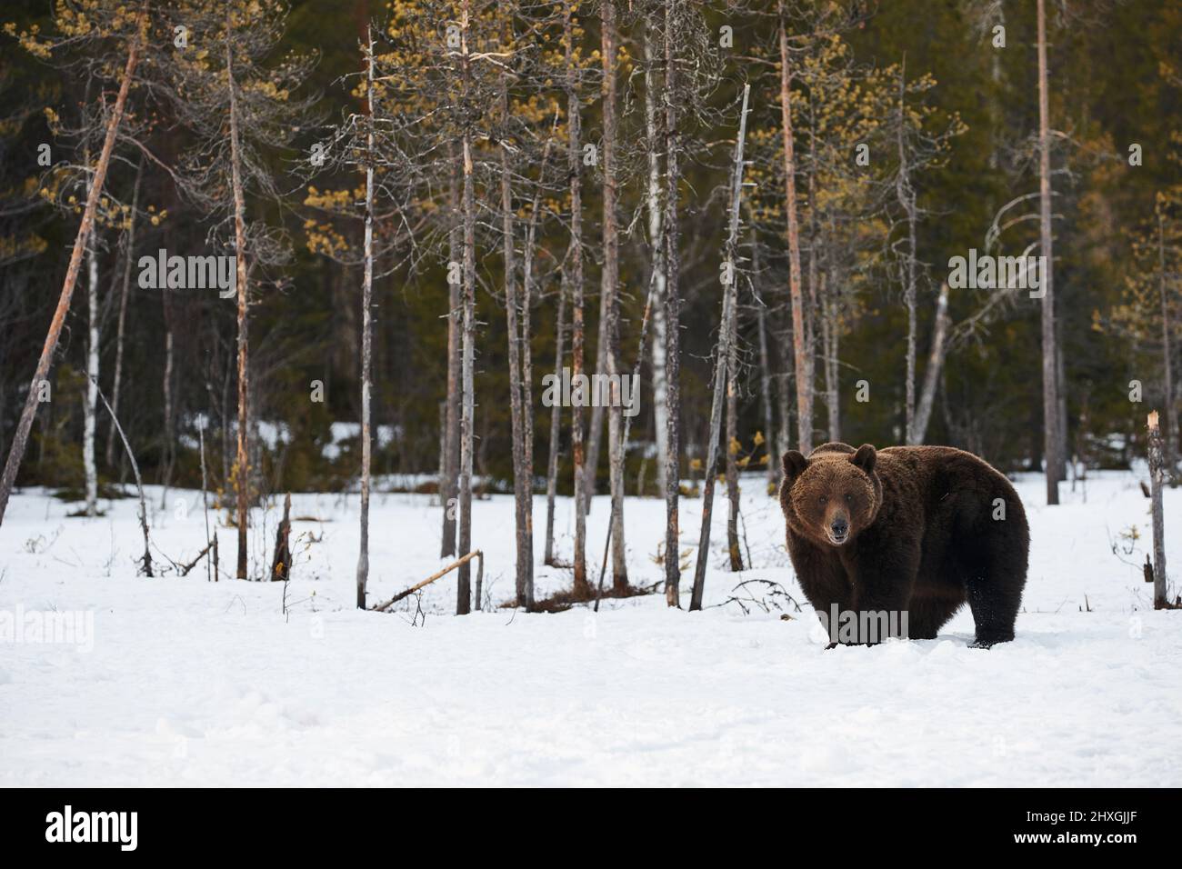 Taiga fauna hi-res stock photography and images - Alamy