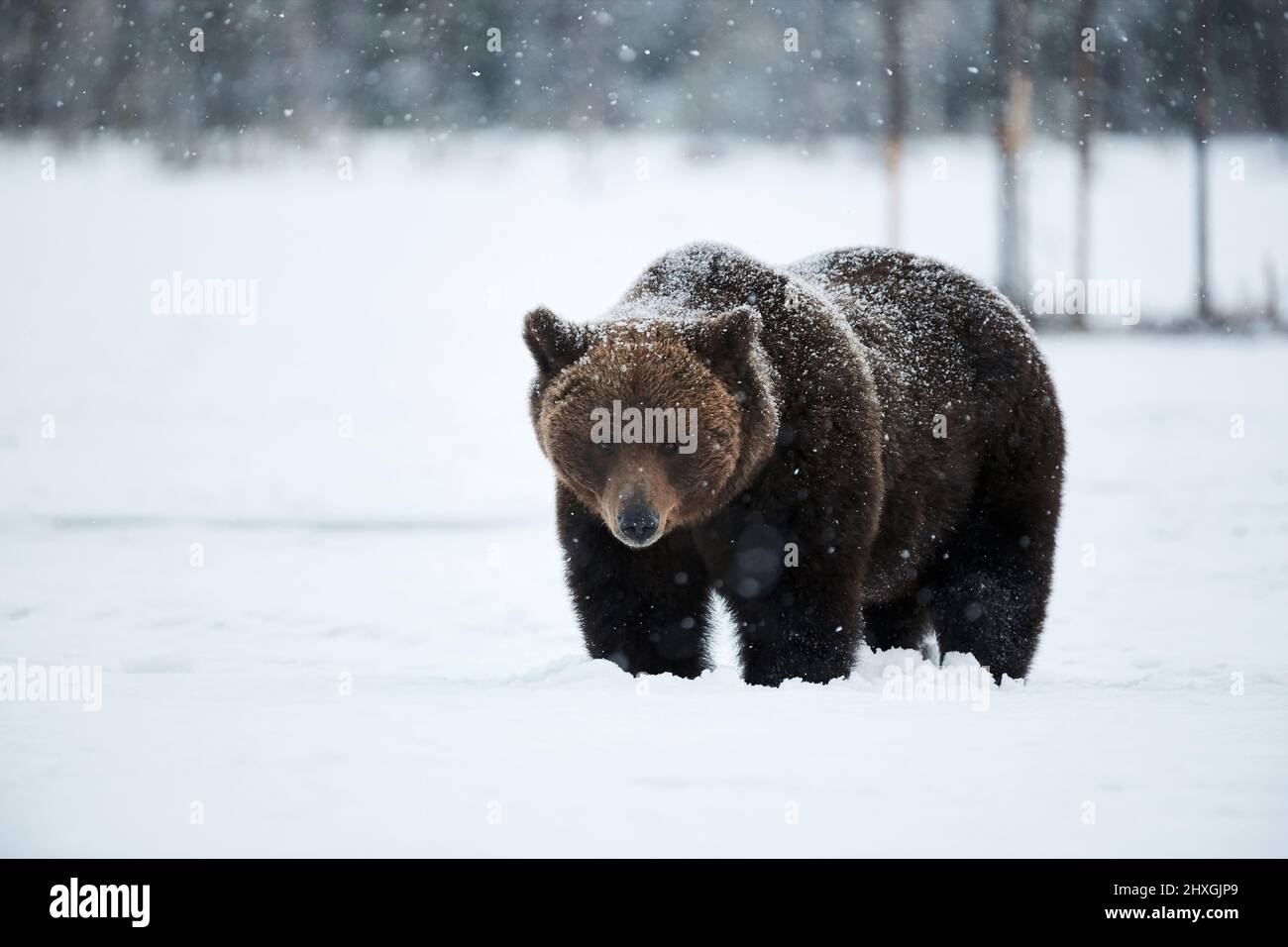beautiful brown bear walking in the snow in Finland while descending a ...