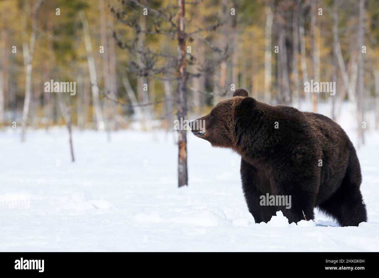 Brown Bear standing in the snow in spring awakening Stock Photo - Alamy