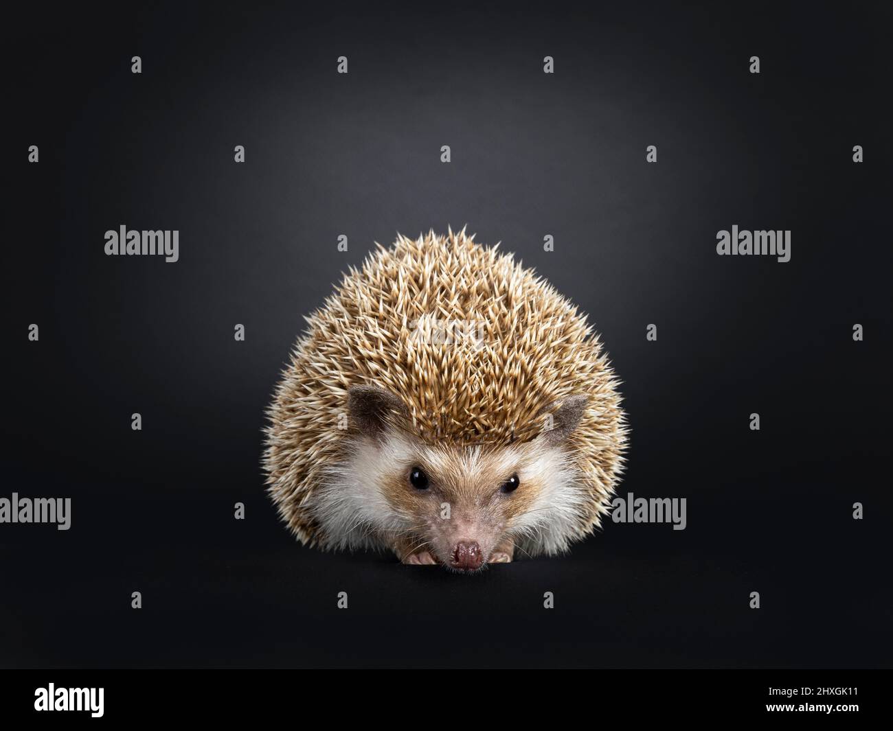 Oak brown pygmy hedgehog, standing facing front. Looking down and away ...