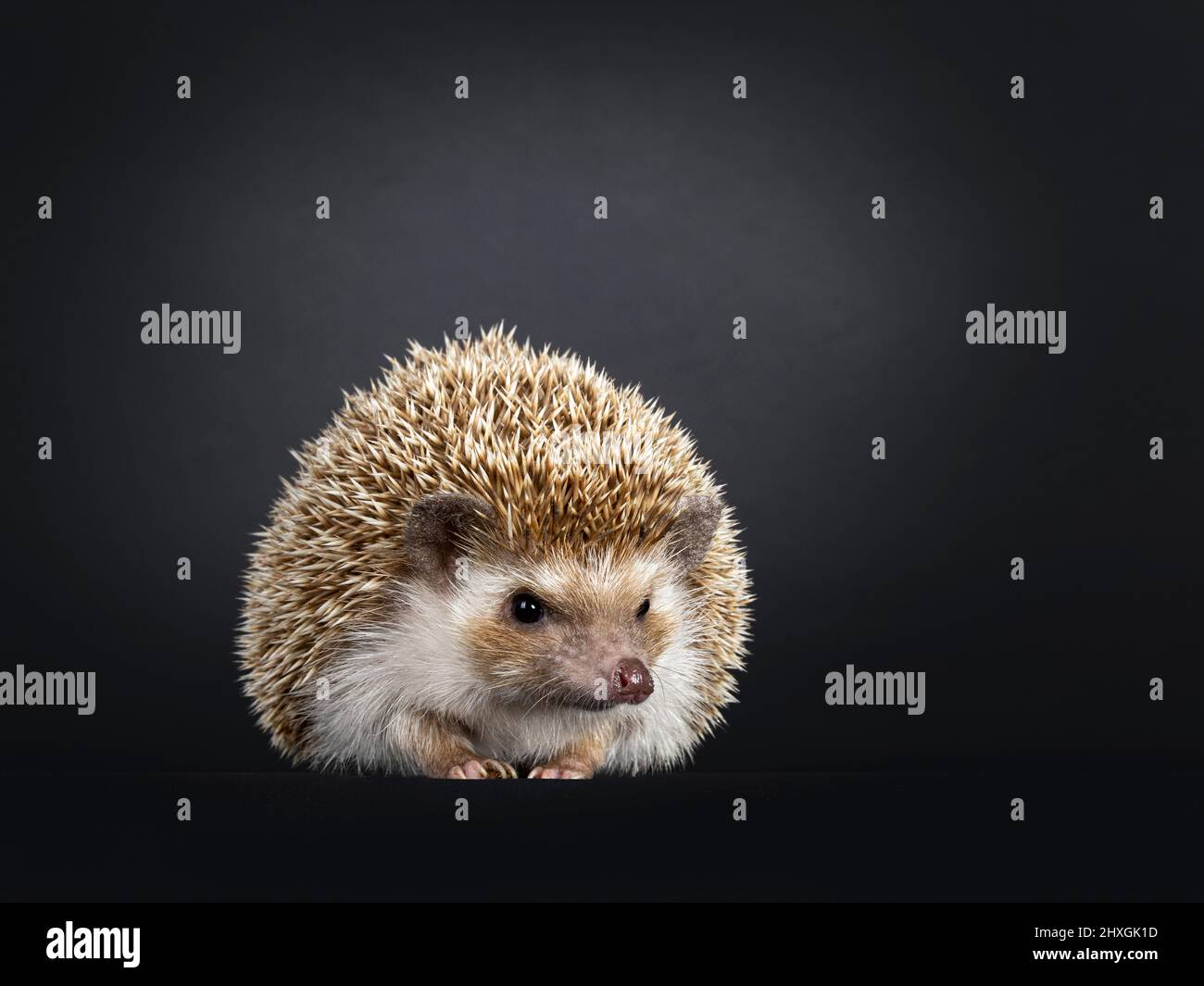Oak brown pygmy hedgehog, standing facing front. Lookingto the side and ...