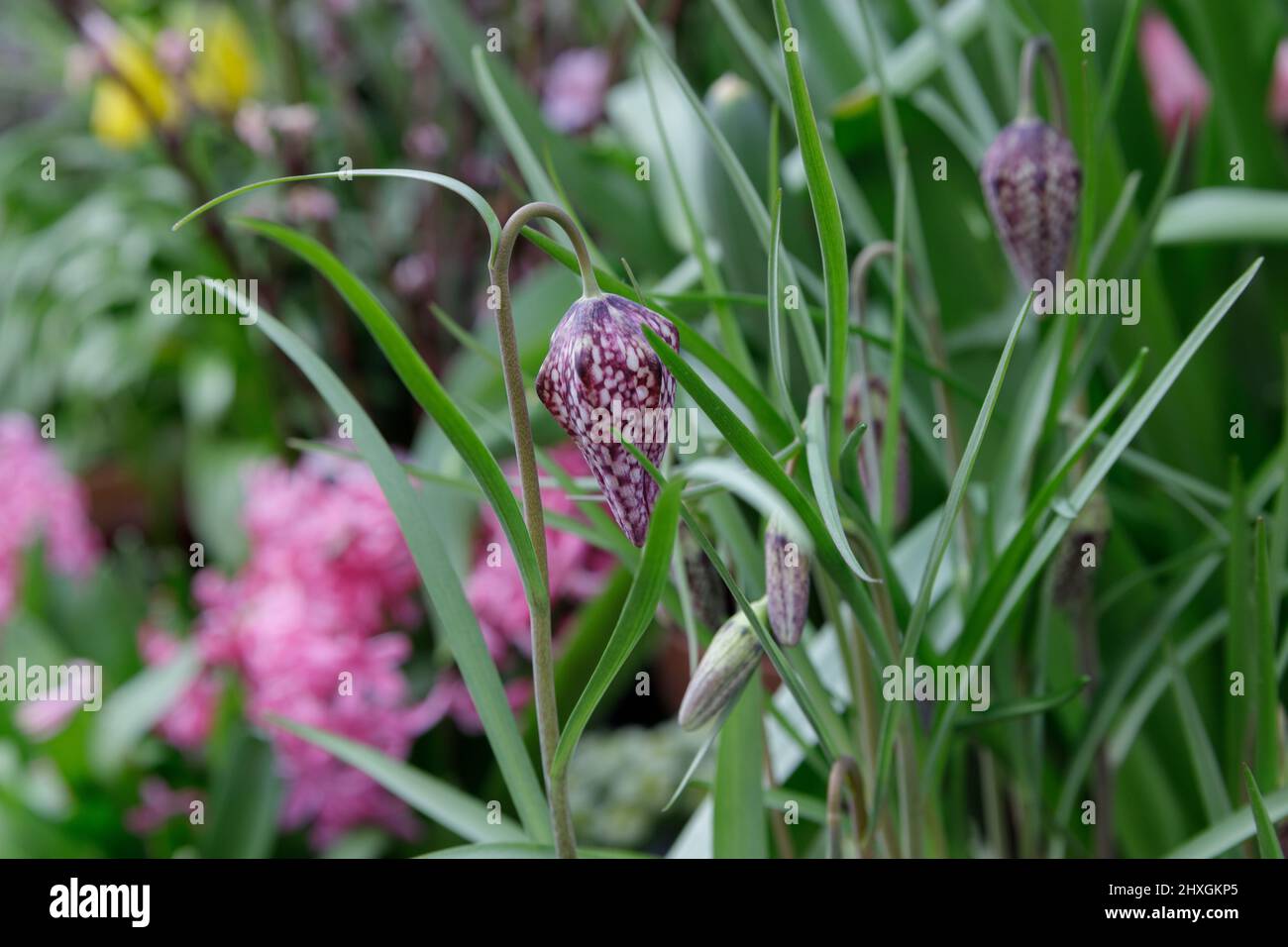 Snake head butterfly hi-res stock photography and images - Alamy