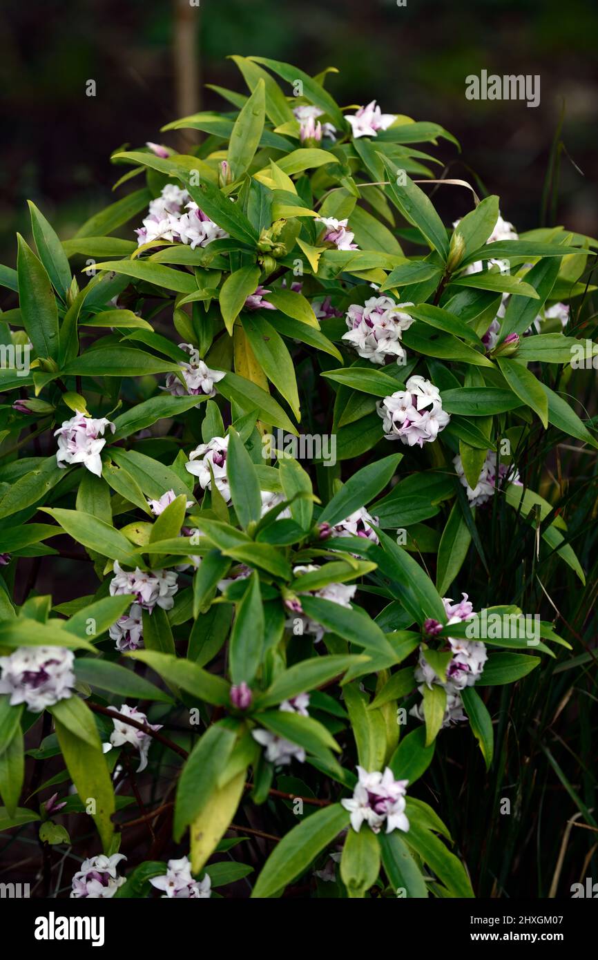 Daphne perfume princess white hi-res stock photography and images - Alamy