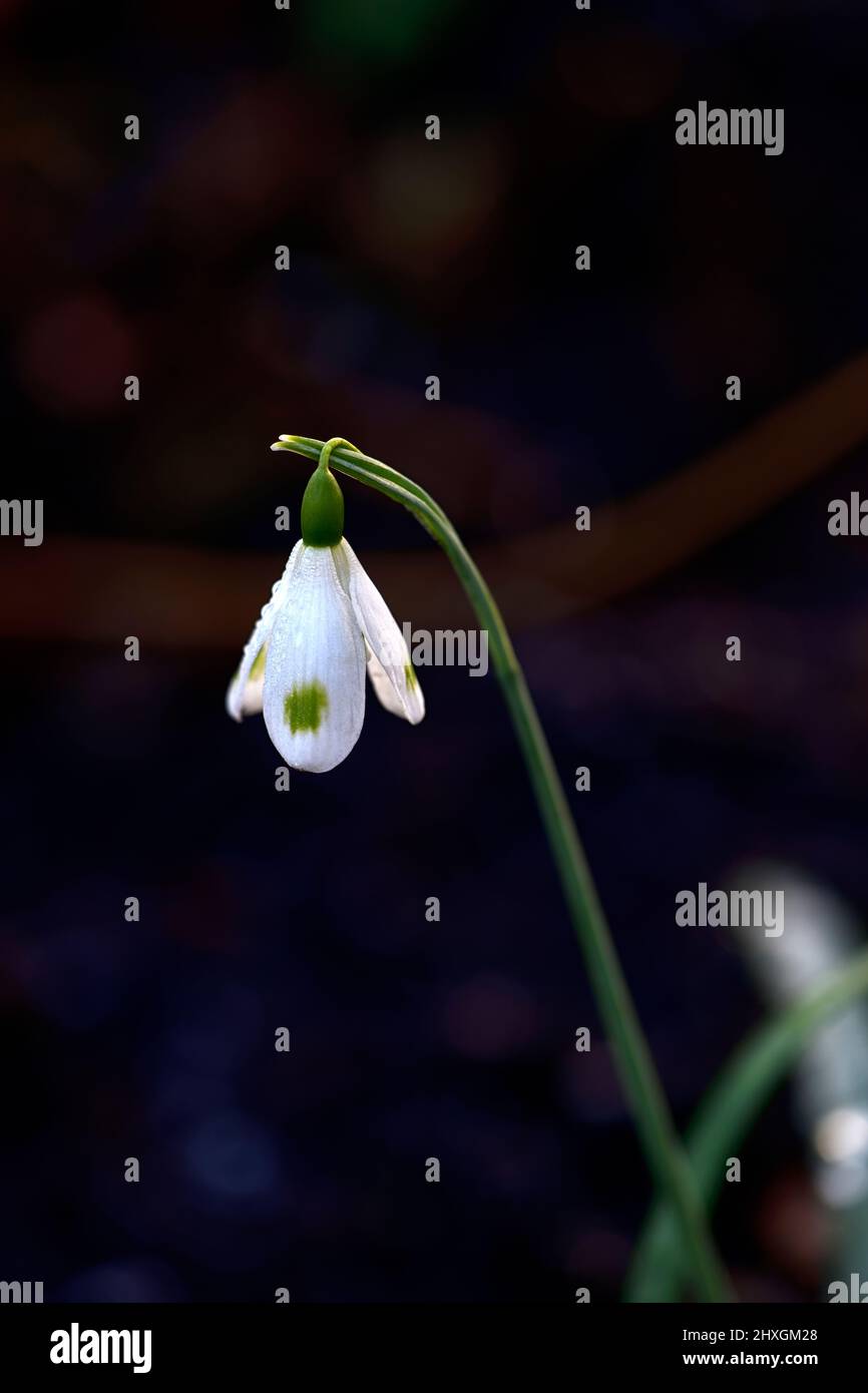 Galanthus Aunt Agnes,virescent hybrid snowdrop,green markings,virescent ...
