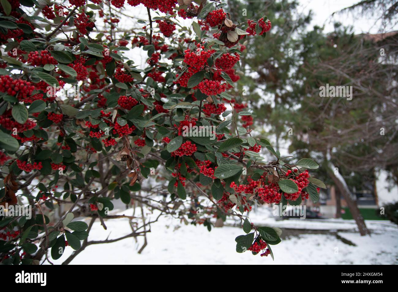 The arrival of spring, blackberry trees blooming under the snow Stock ...