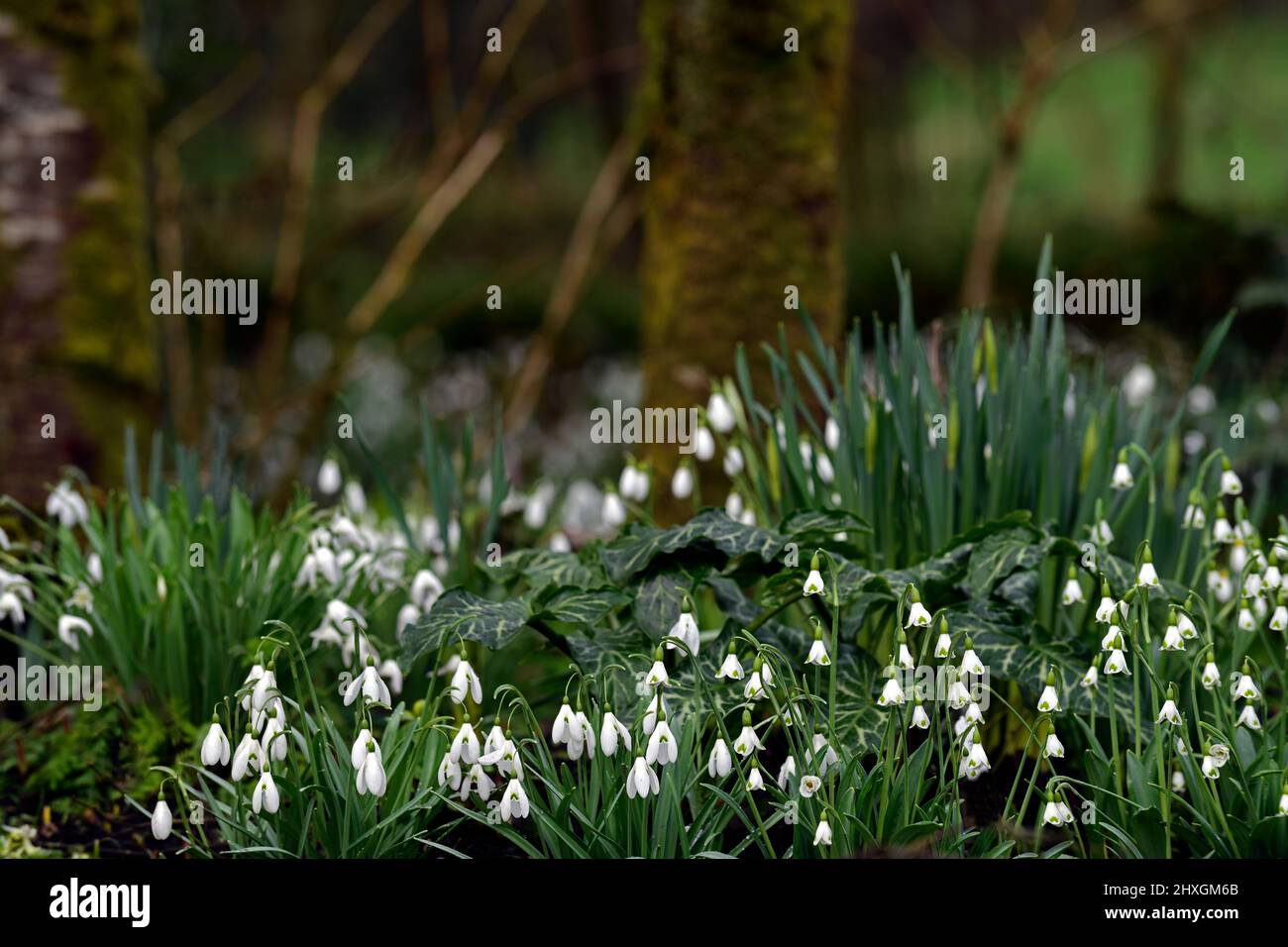 Galanthus display, hybrid snowdrop,hybrid snowdrops,spring flower ...