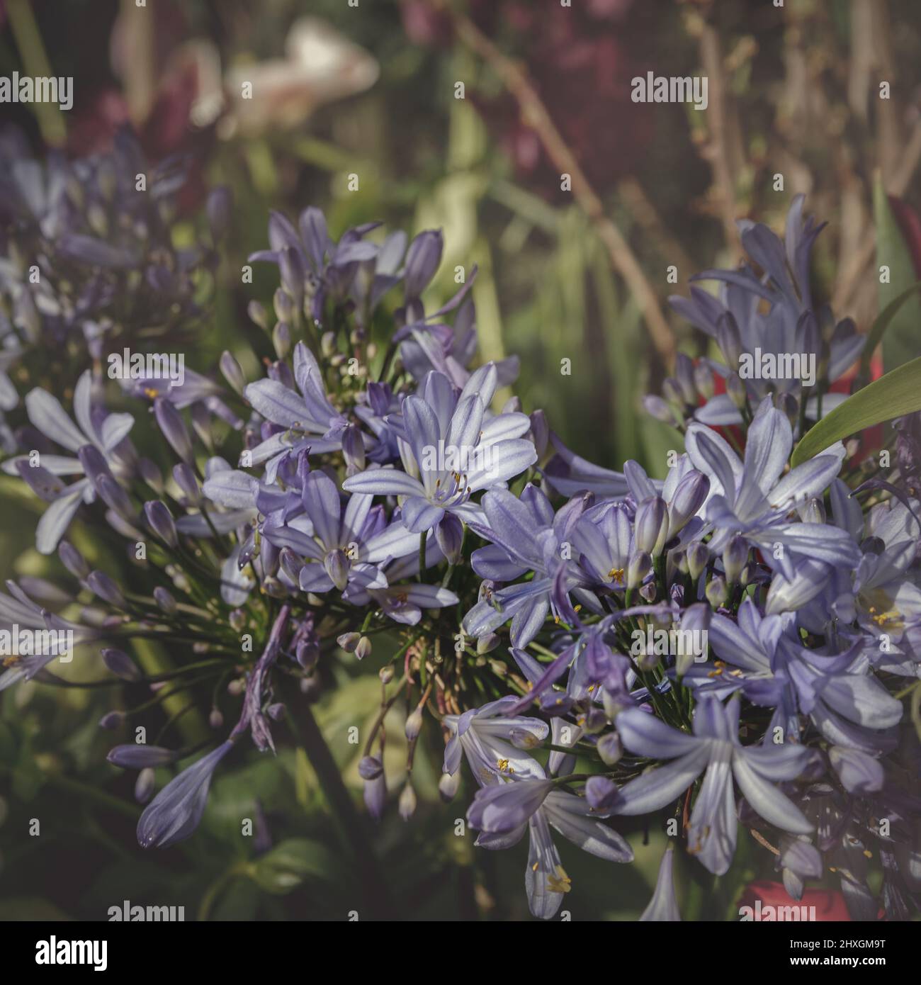 Agapanthus or Lily of the Nile. Queensland. Close up. Blossoming ...