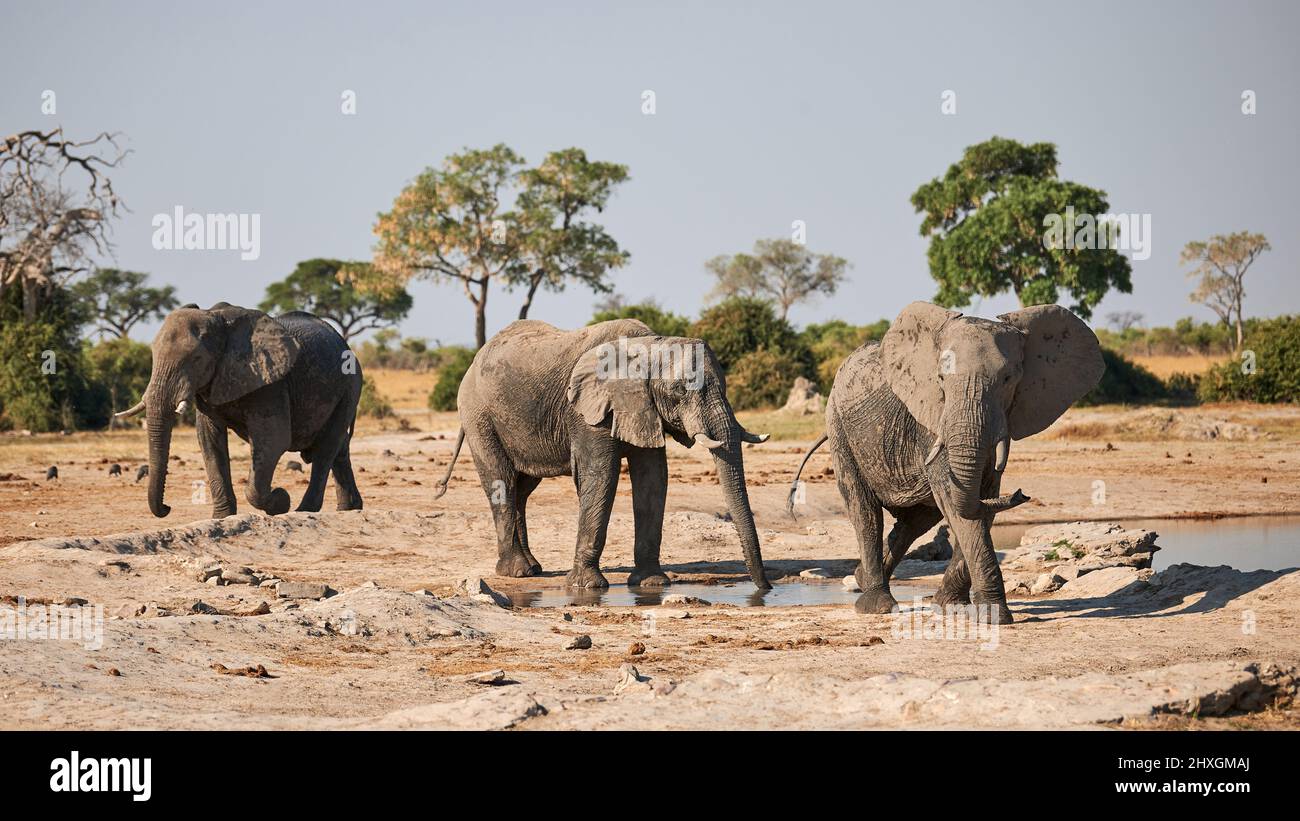 In Botswana three large elephants go to the waterhole to drink during ...