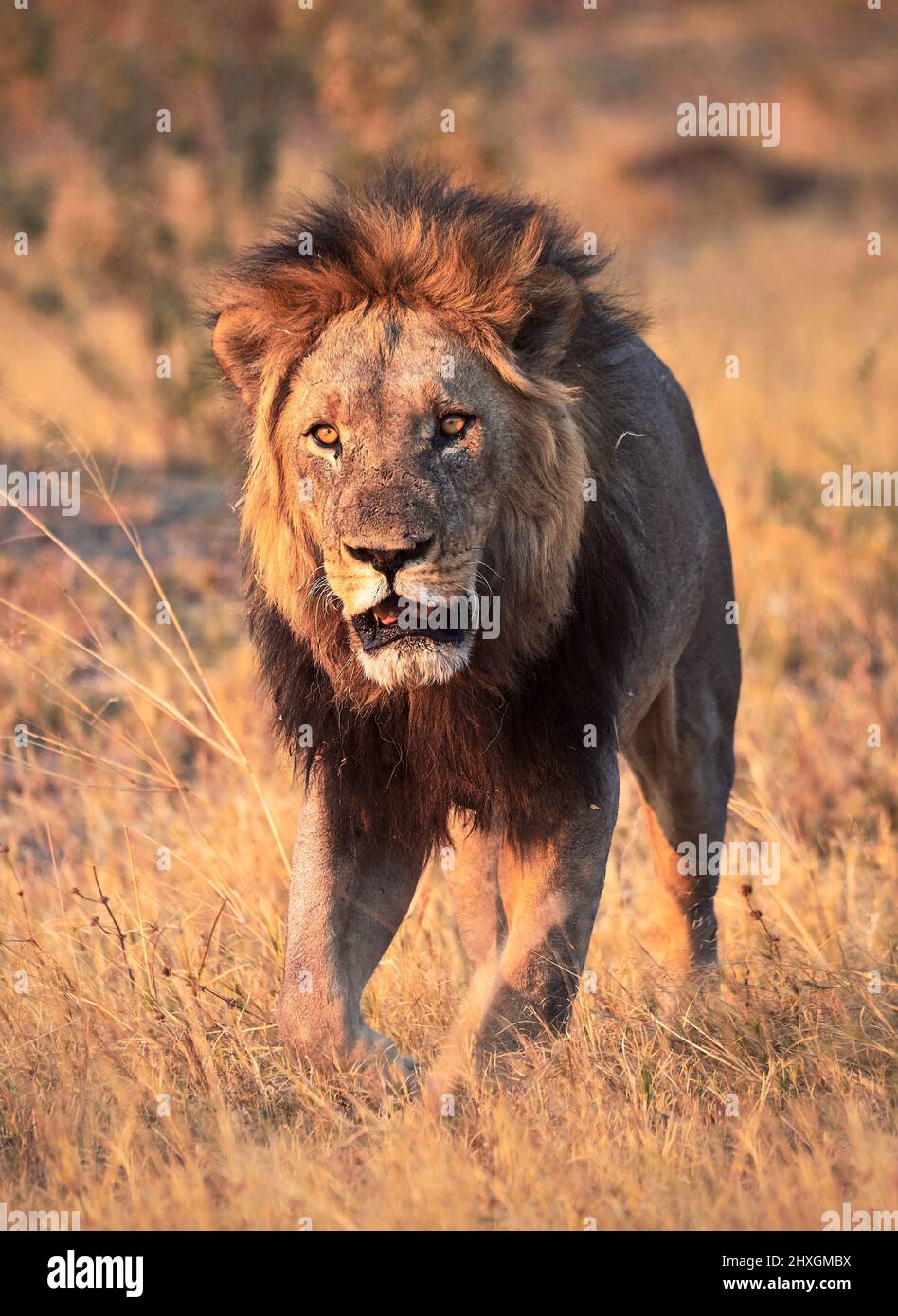 Big male lion hi-res stock photography and images - Alamy