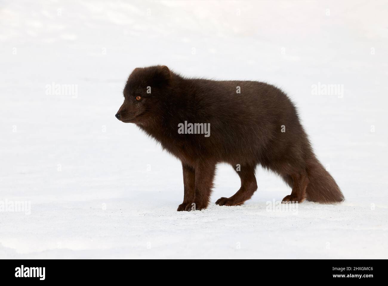 Blue arctic fox (Alopex lagopus) photographed in Iceland while walking ...