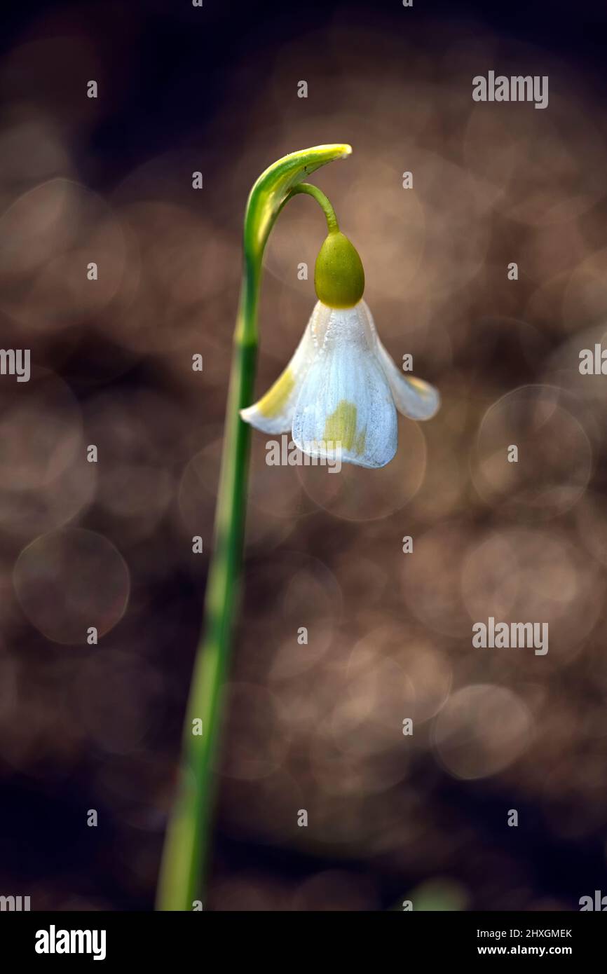 Galanthus golden fleece hi-res stock photography and images - Alamy