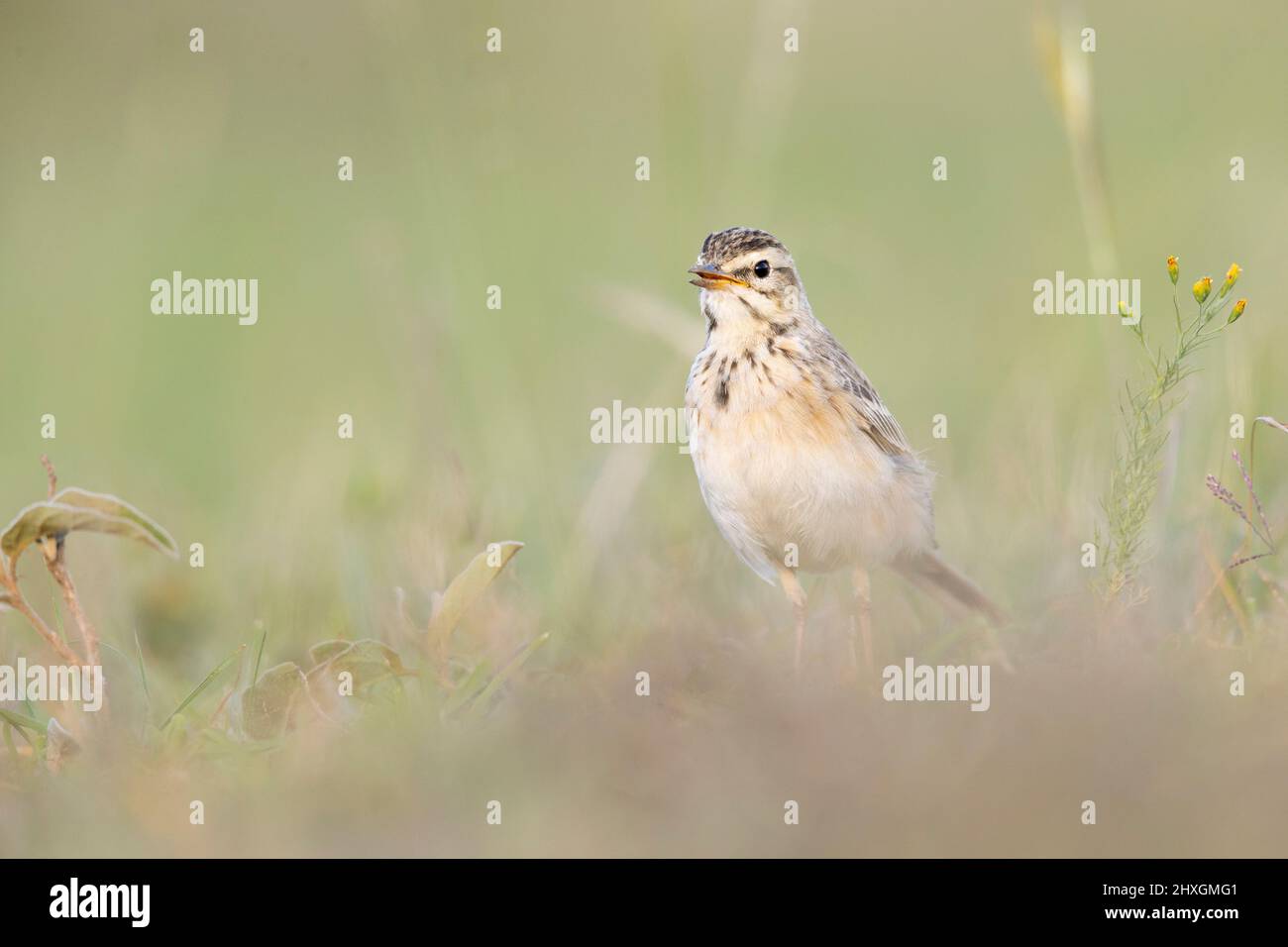 Pipit plant hi-res stock photography and images - Alamy