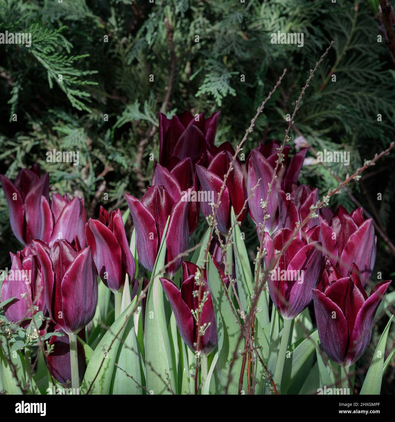 Dark Burgundy Tulips. The color of the flower is burgundy-black Stock ...