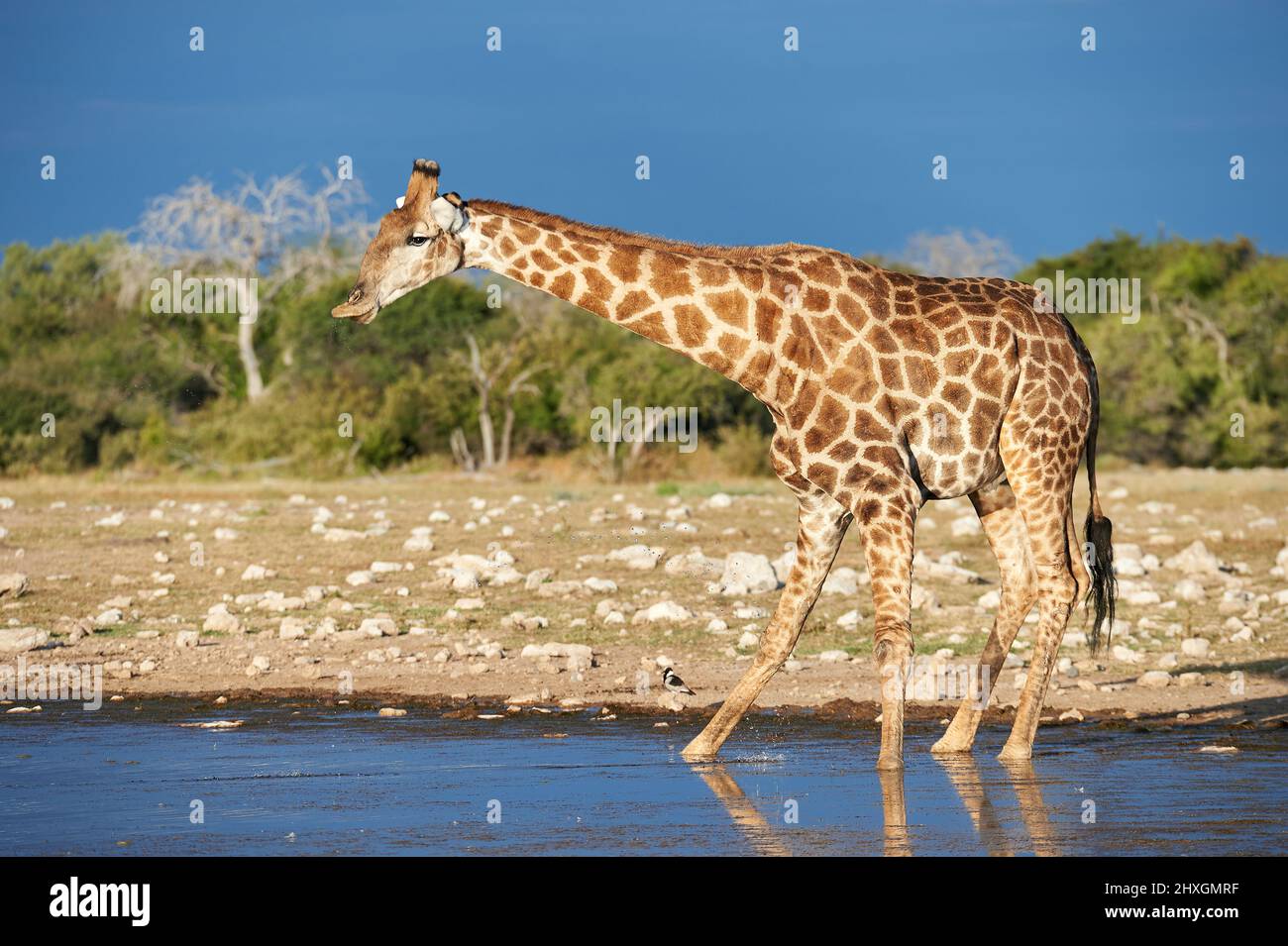 Beautiful giraffe is drinking in a waterhole in a Namibian park Stock ...
