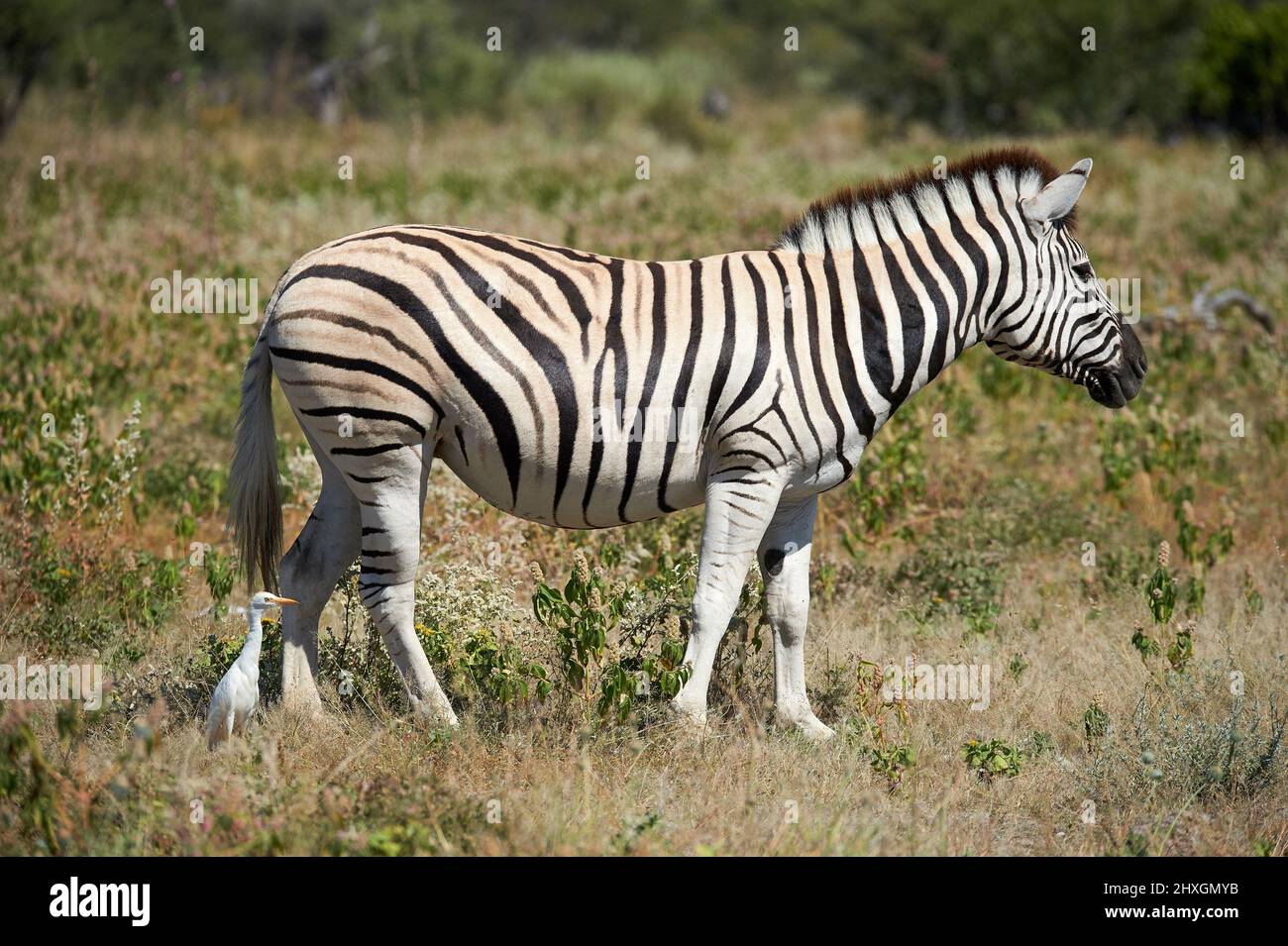 Savannah african cattle zebra hi-res stock photography and images - Alamy