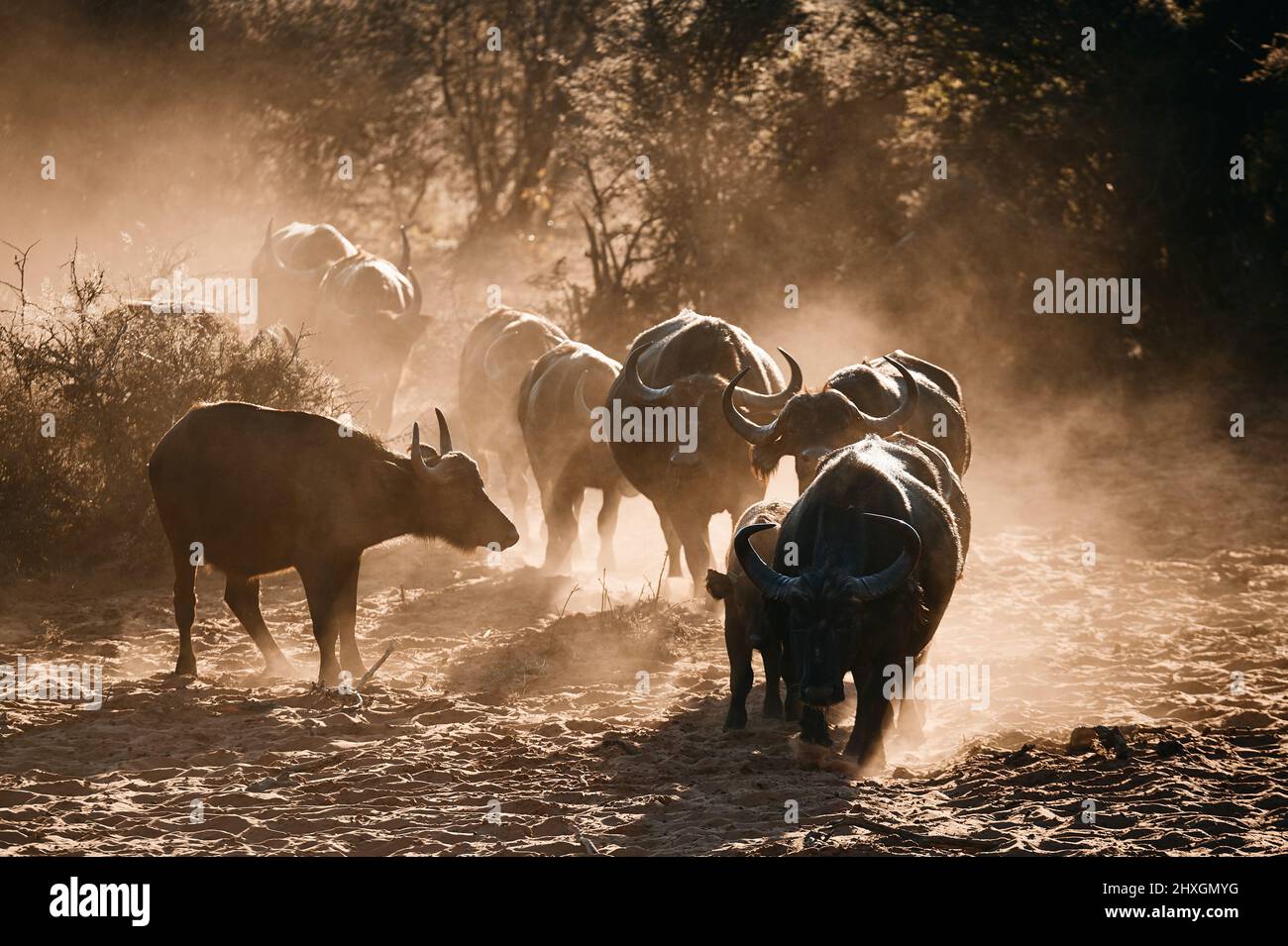 Group of African buffalo (Syncerus caffer), photographed in backlight ...