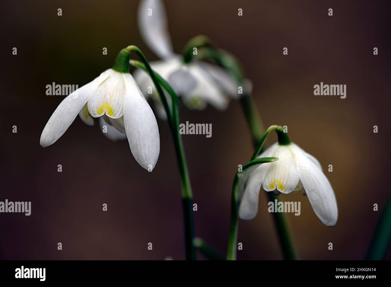 Yellow double snowdrop hi-res stock photography and images - Alamy