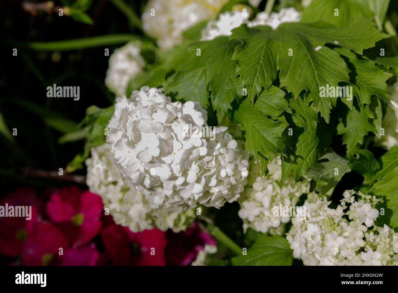 A cap of a white hydrangea inflorescence in an open garden, against a ...