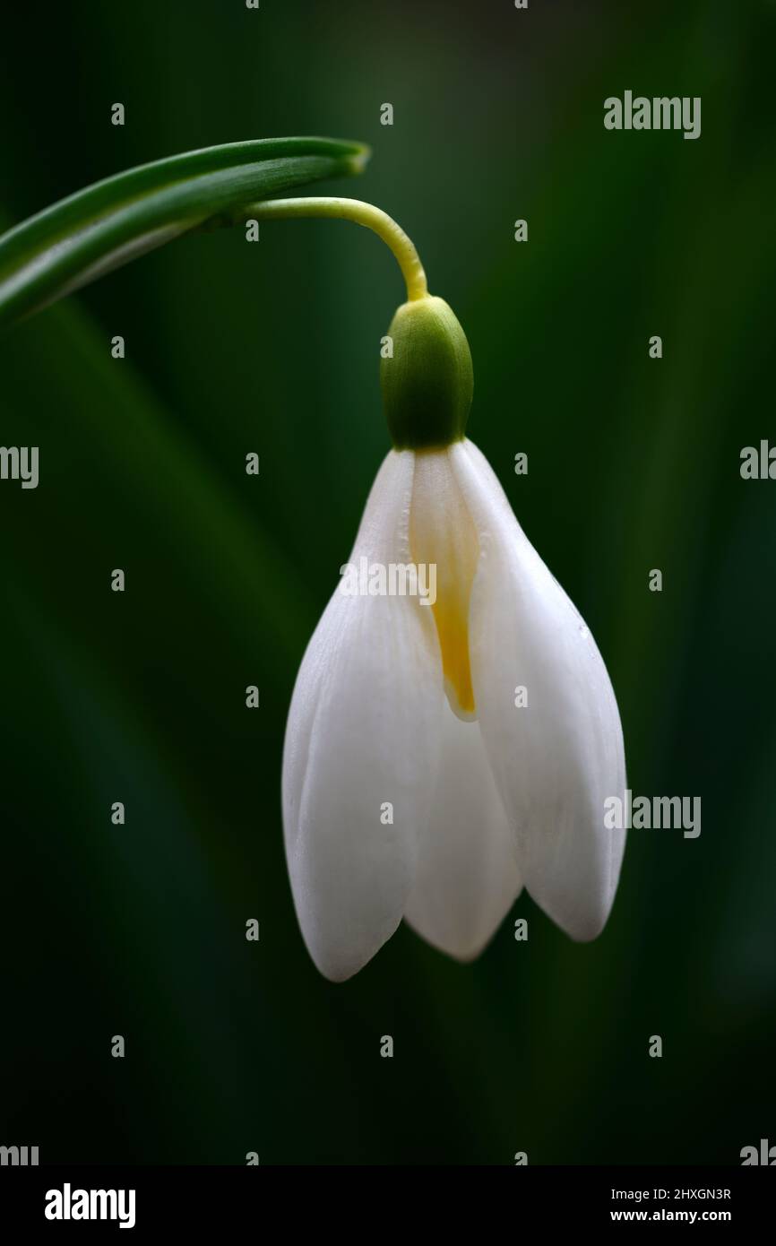 Galanthus Mother Goose,Yellow hybrid snowdrop,yellow snowdrops,spring ...