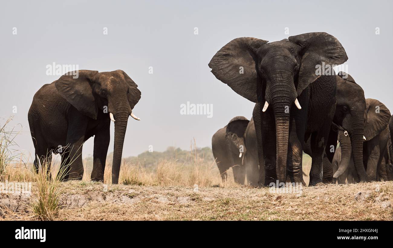 In Botswana, during the dry season, a herd of majestic elephants ...