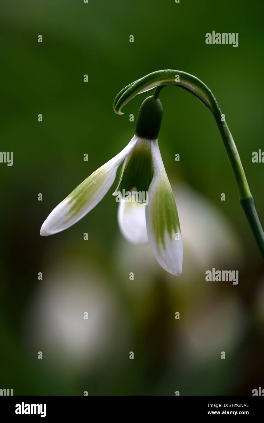 Galanthus nivalis unnamed hybrid,virescent hybrid snowdrop,green ...