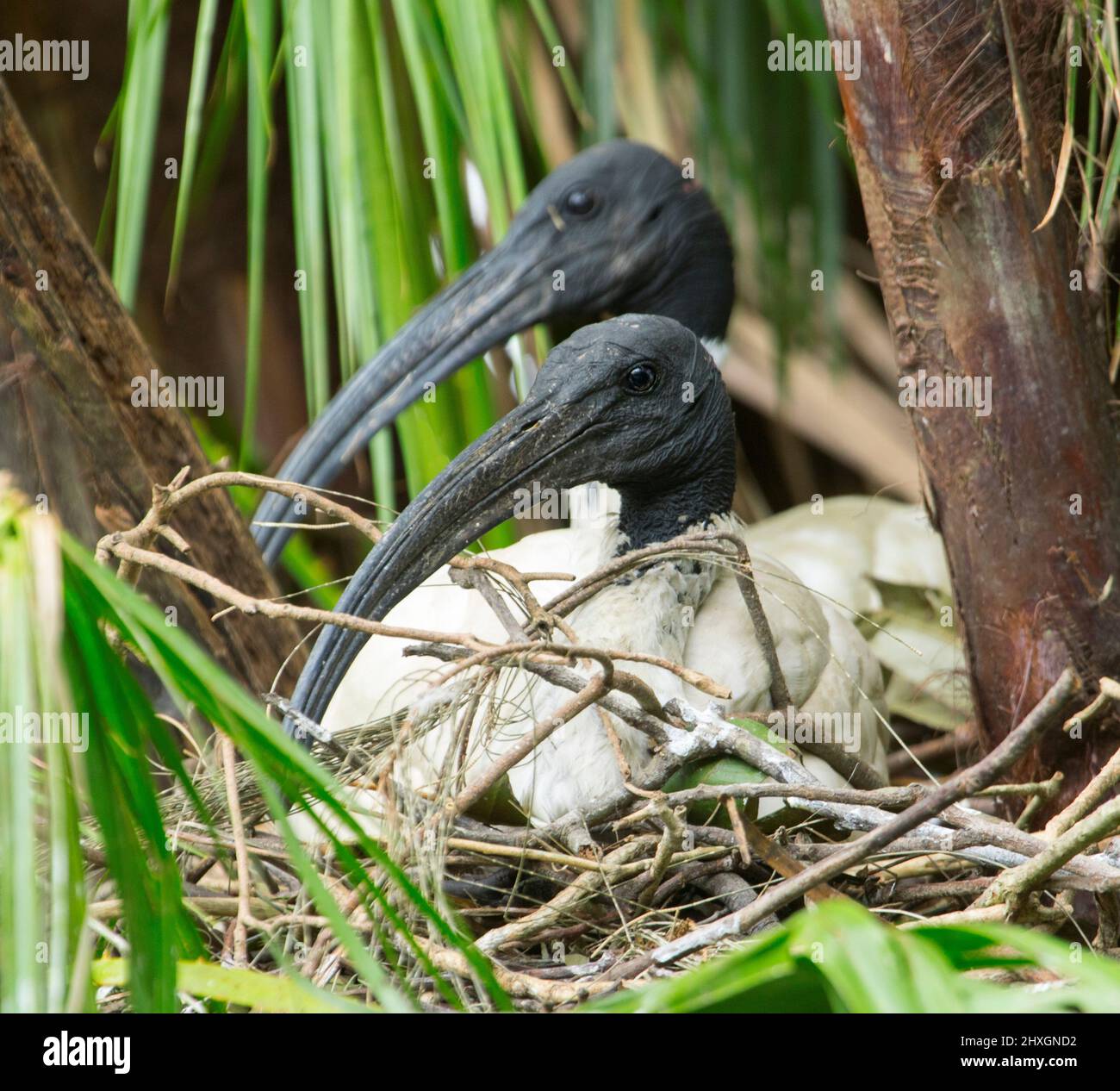 Ibis bird with nest hi-res stock photography and images - Alamy