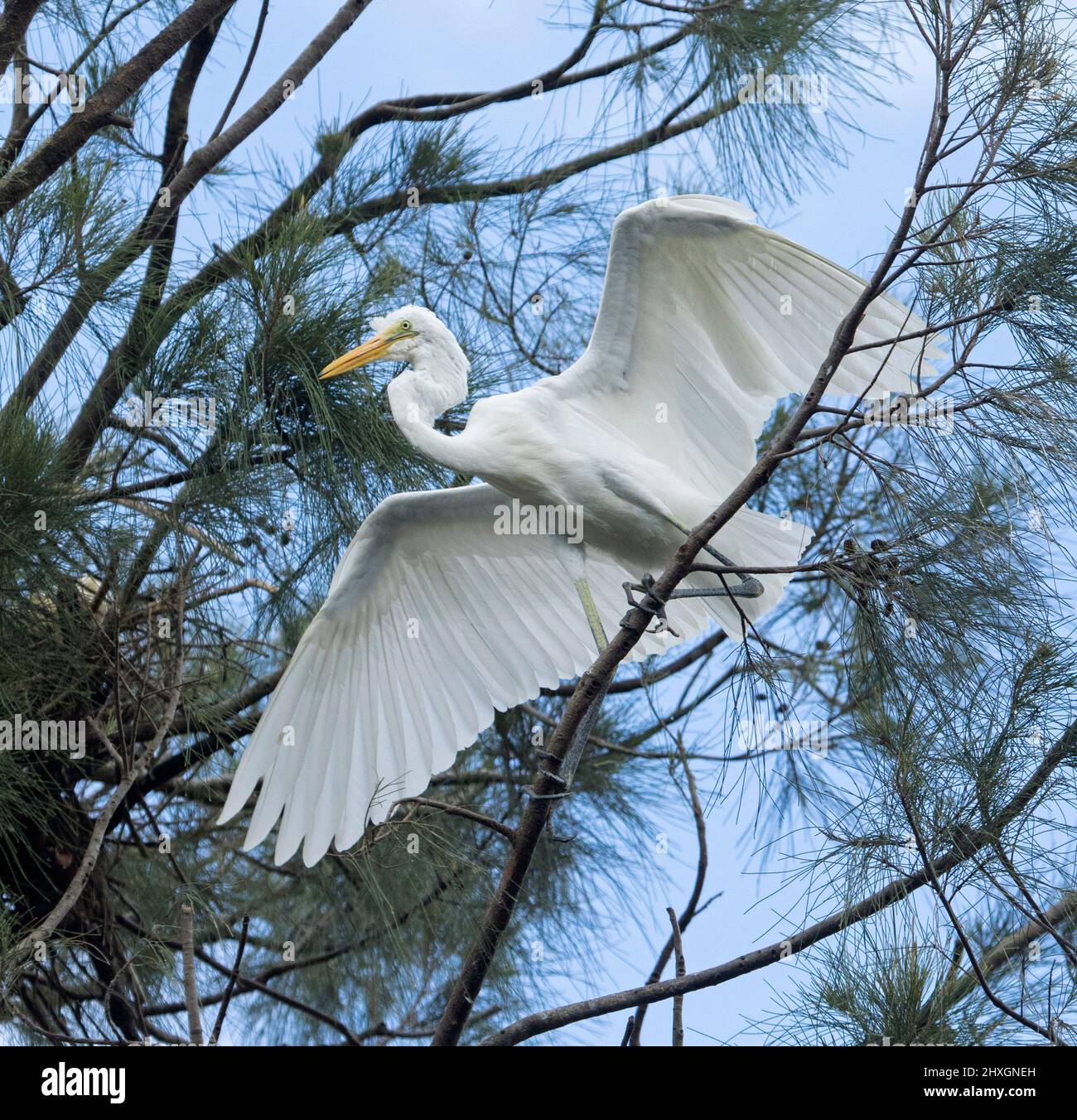 Juvenile Intermediate / Plumed Egret, Ardea intermedia, with wings ...