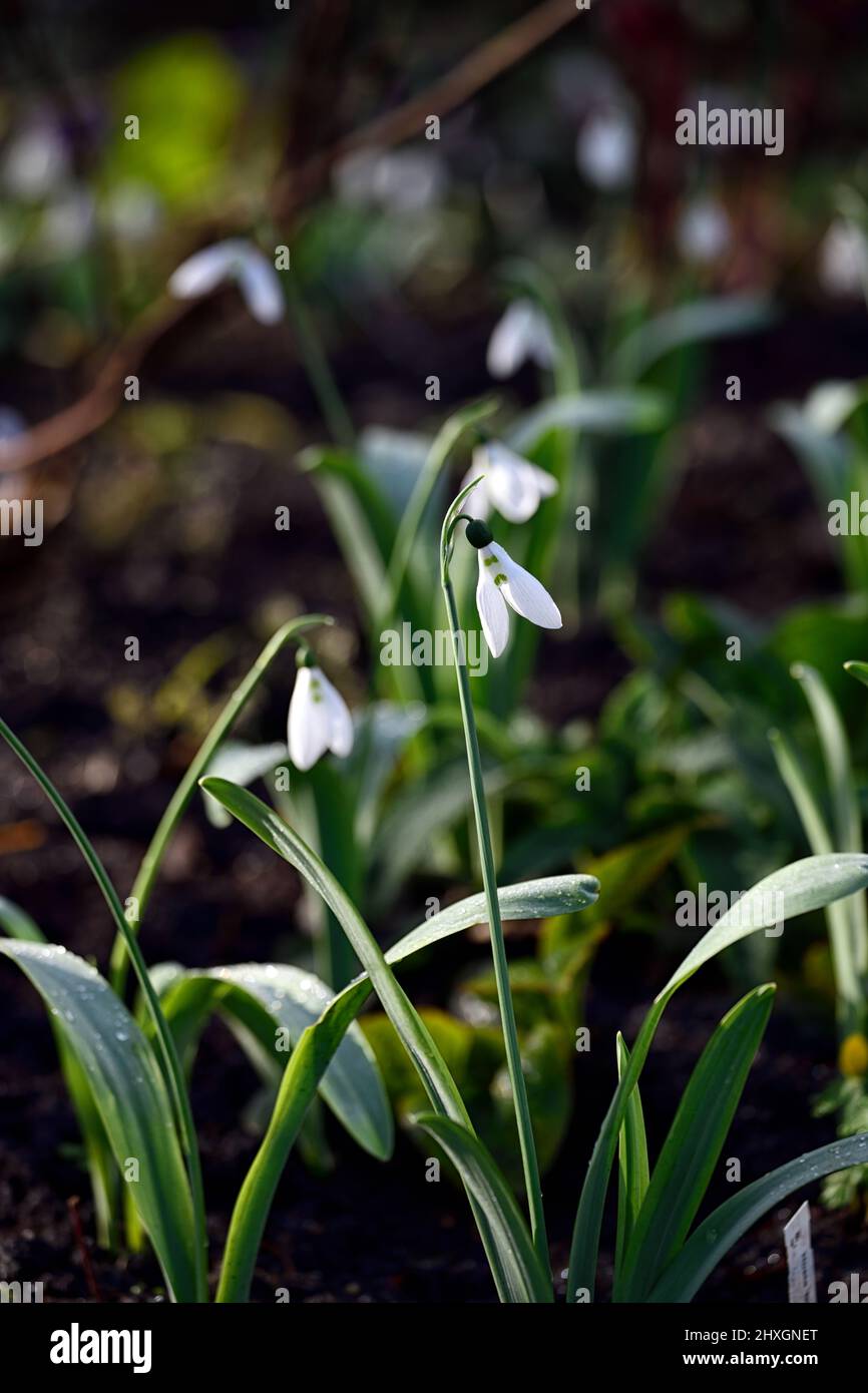 Tall snowdrop hi-res stock photography and images - Alamy