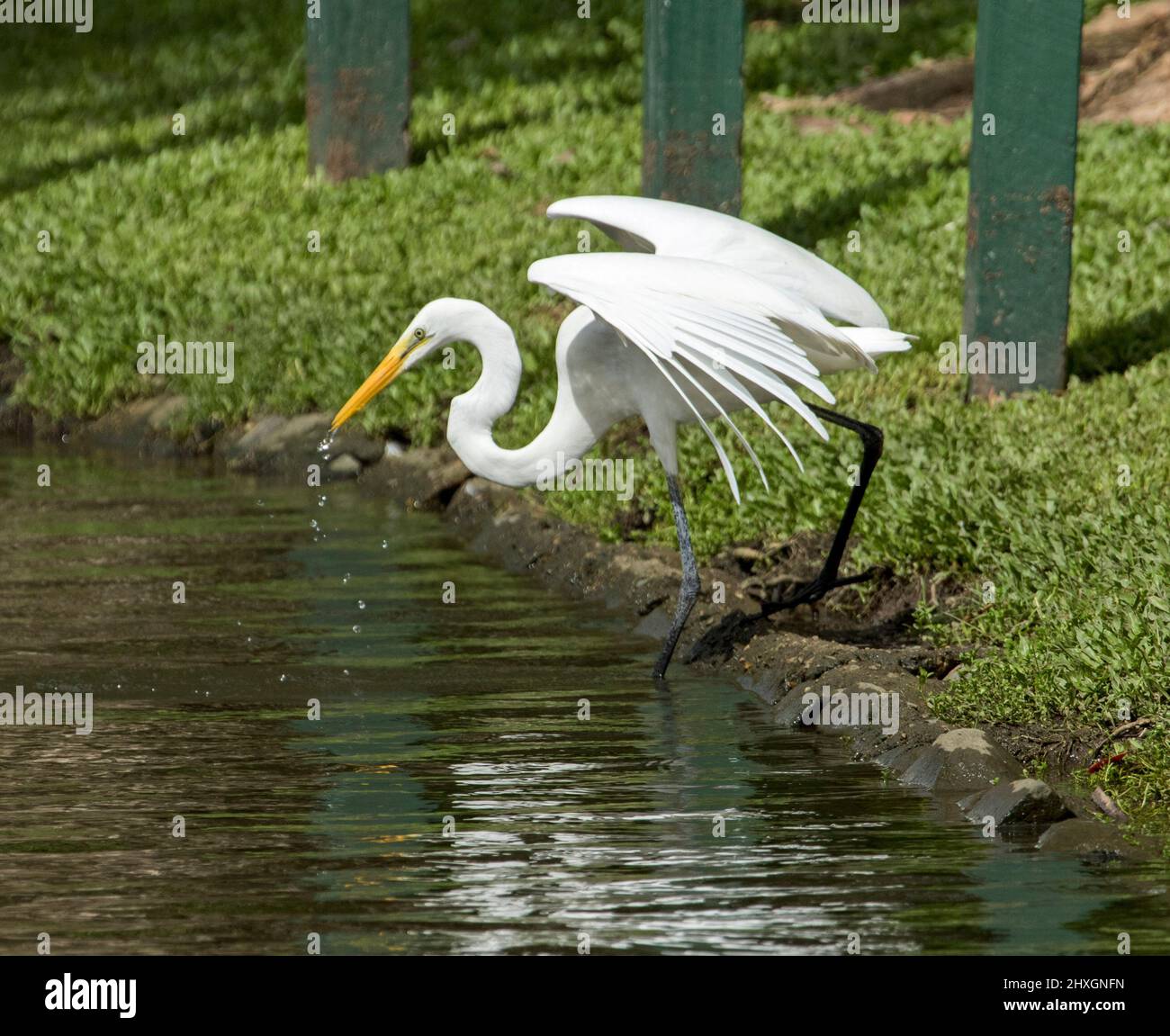 Australian intermediate egrets hi-res stock photography and images - Alamy