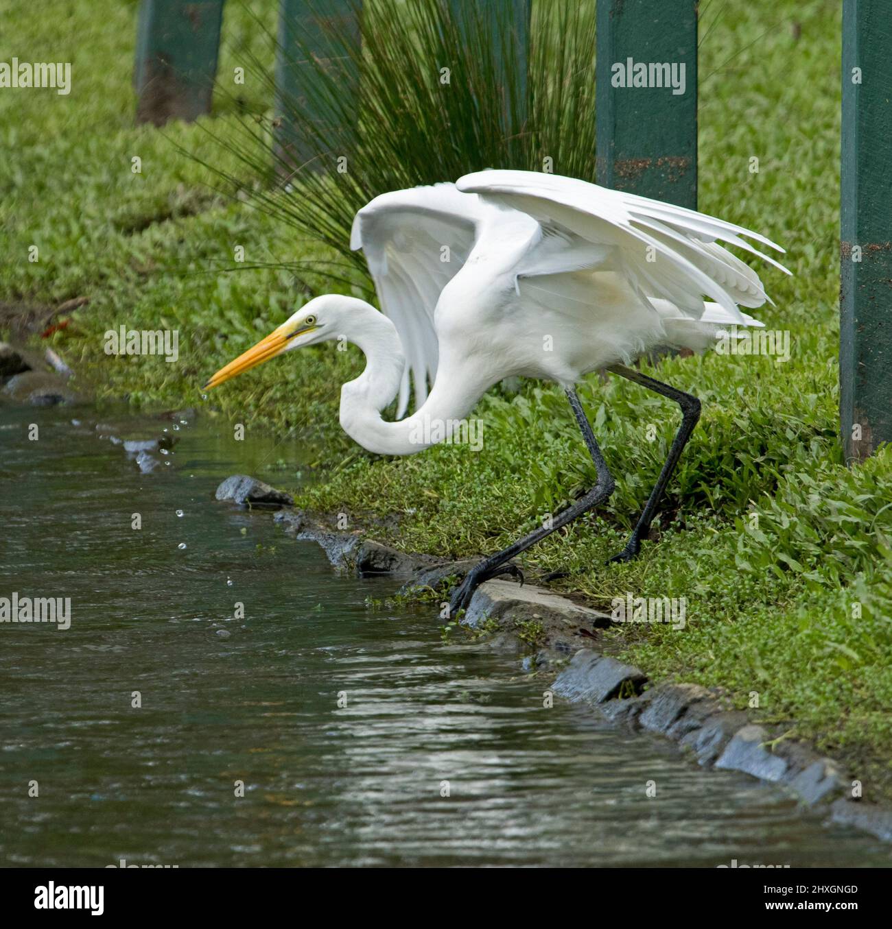 Australian intermediate egrets hi-res stock photography and images - Alamy