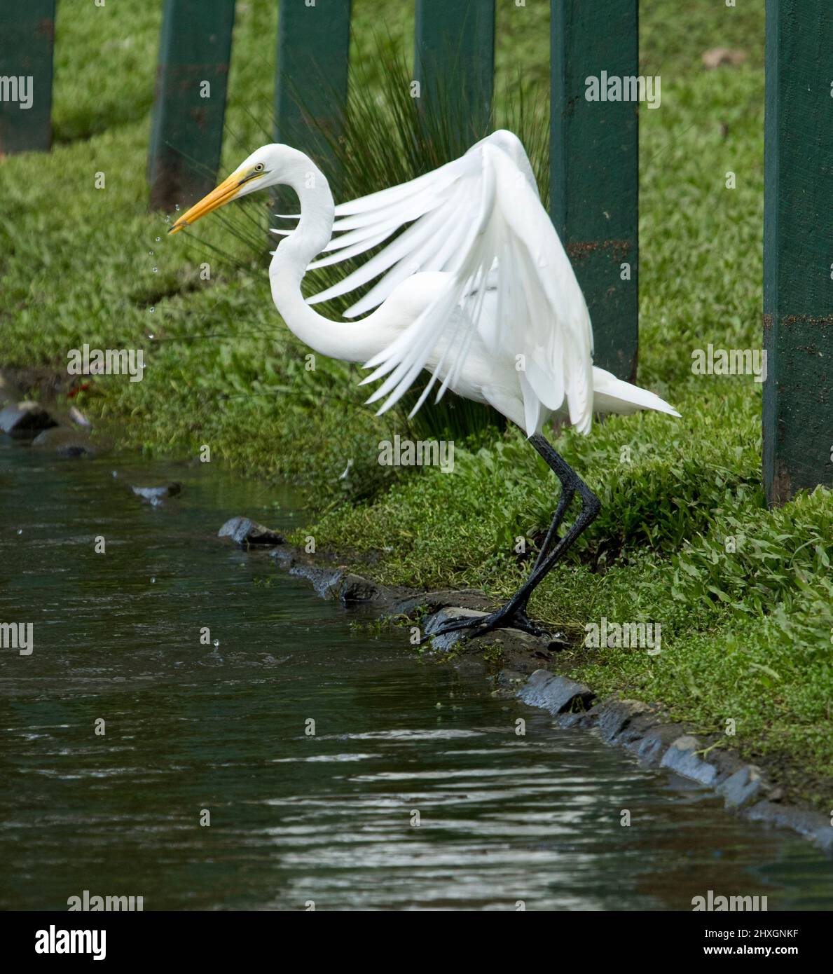 Australian intermediate egrets hi-res stock photography and images - Alamy