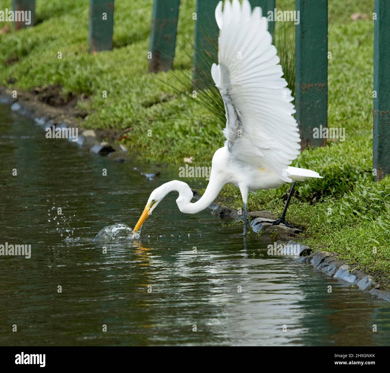 Australian intermediate egrets hi-res stock photography and images - Alamy