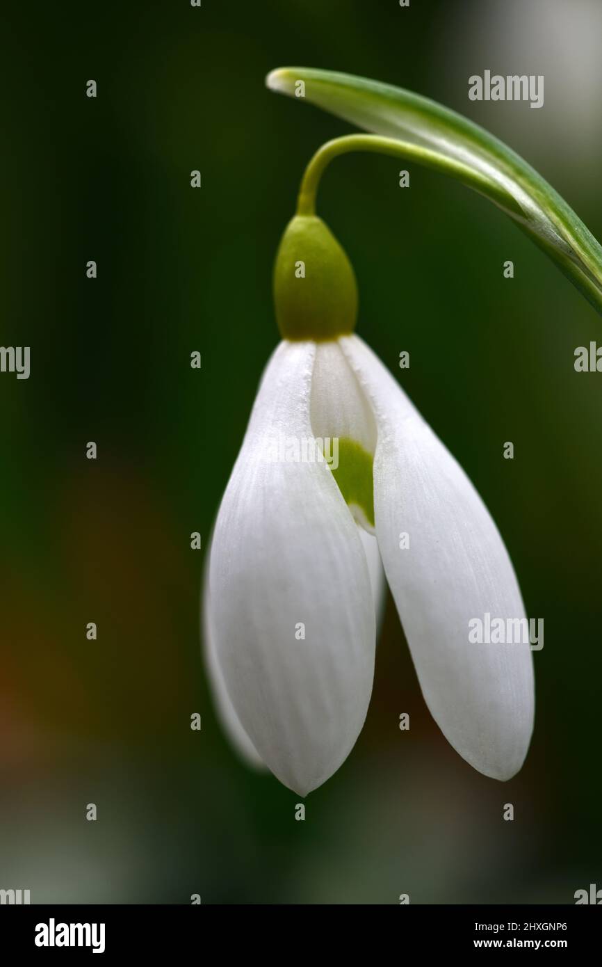 Galanthus treasure island hi-res stock photography and images - Alamy