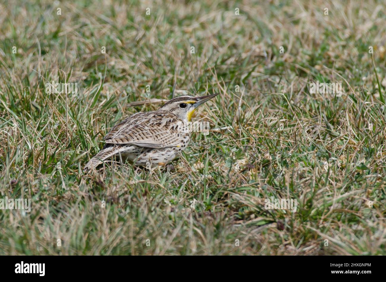 Western Meadowlark, Sturnella neglecta Stock Photo - Alamy